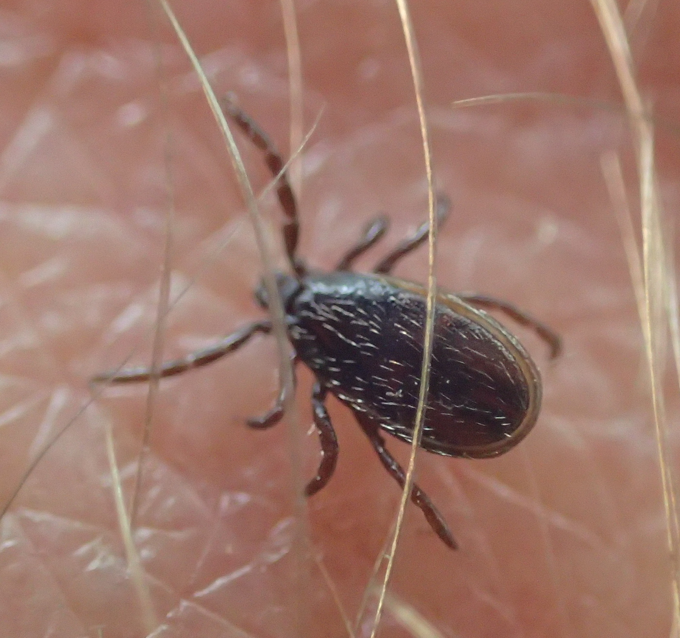 Ixodes pacificus Cooley & Kohls, 1943