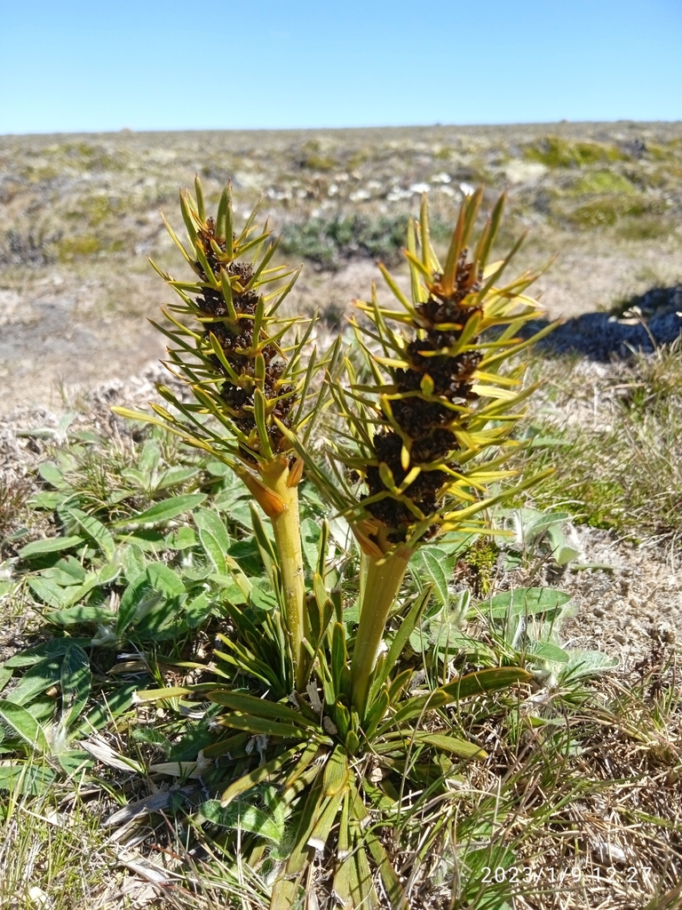 Aciphylla hectori from Fruitlands 9392, New Zealand on January 09, 2023 ...