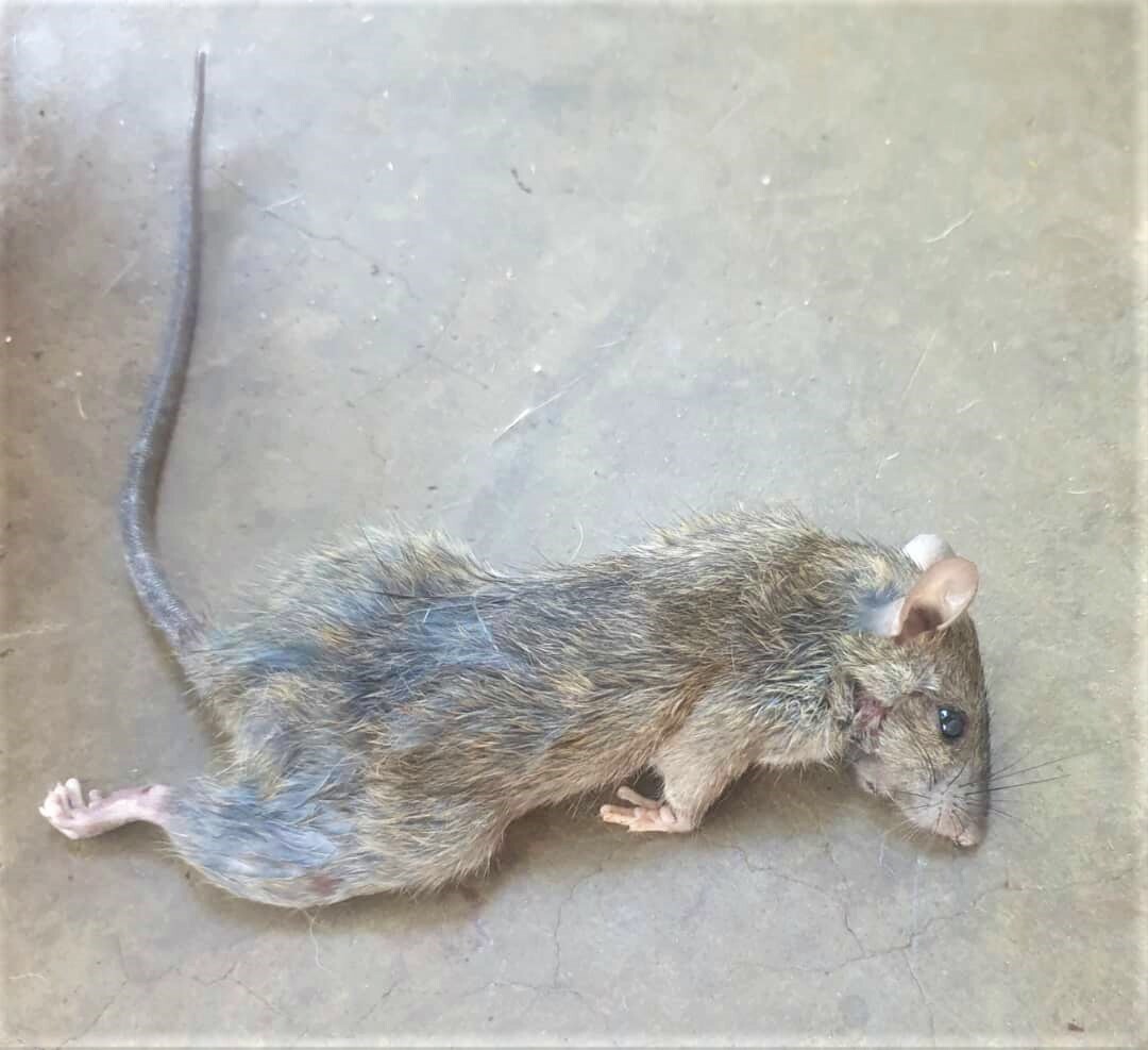 Rattus rattus (Linnaeus, 1758)