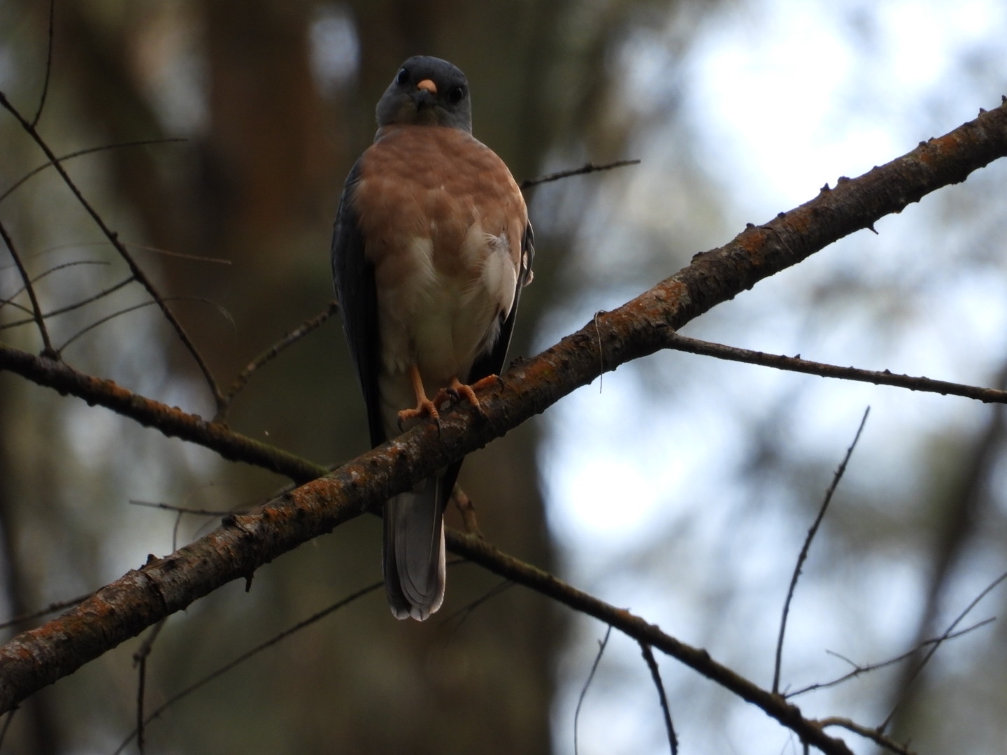 Accipiter soloensis (Horsfield, 1821)