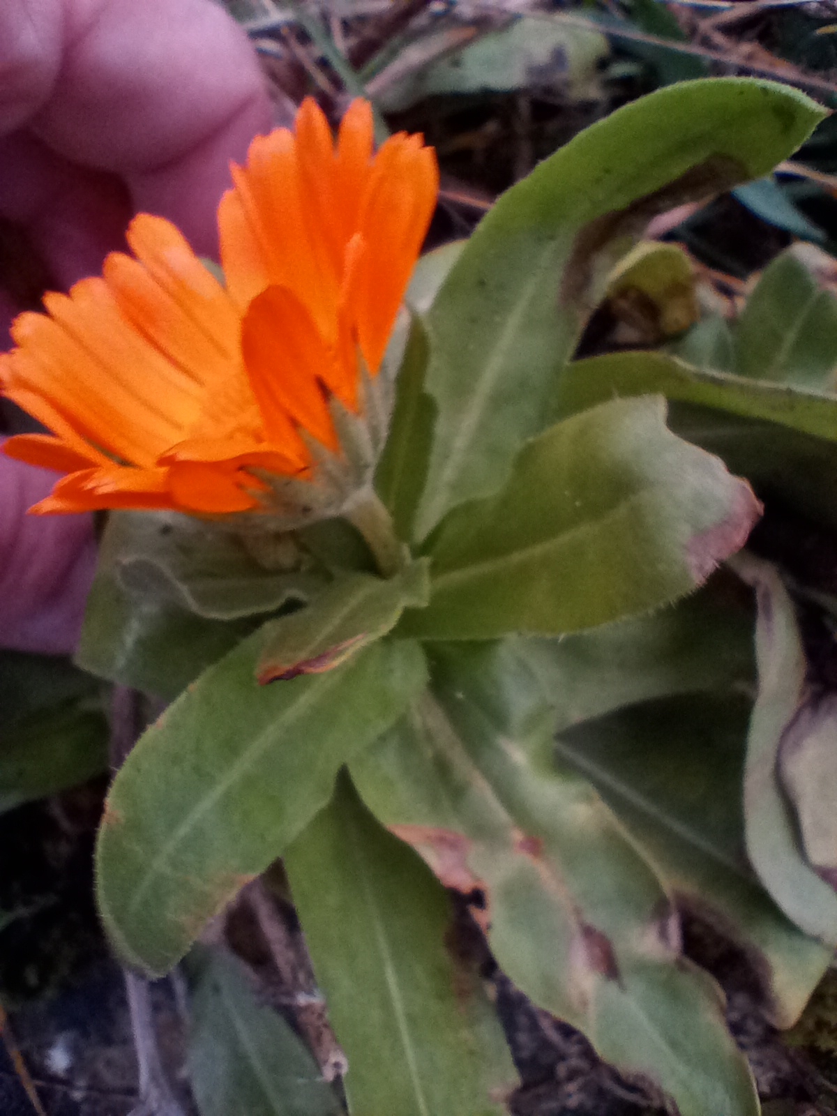 Calendula officinalis L.