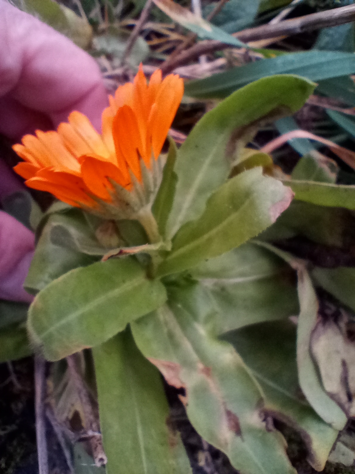 Calendula officinalis L.