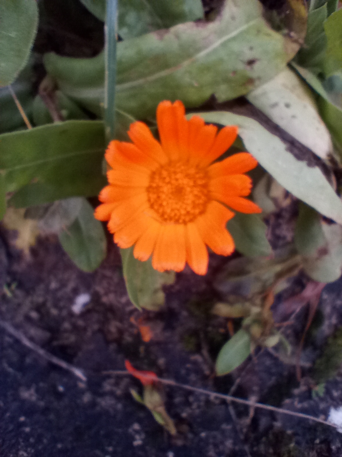 Calendula officinalis L.
