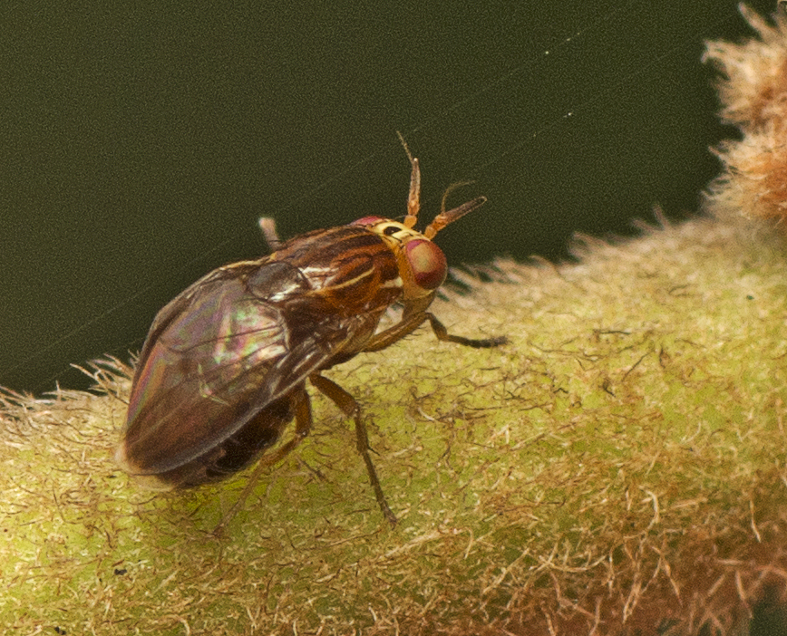Lauxaniidae