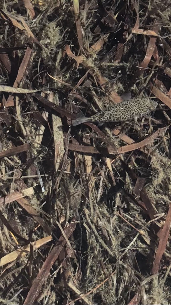 Common Toadfish from Brisbane Water, Green Point, NSW, AU on January 9 ...