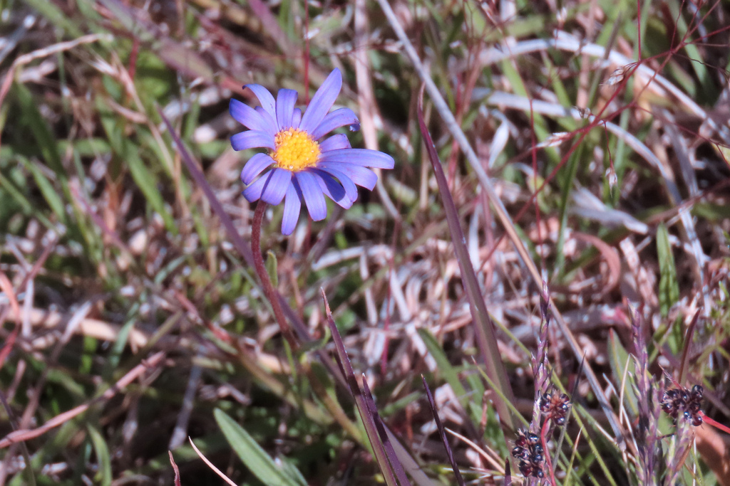 Calotis scabiosifolia from Shannons Flat NSW 2630, Australia on ...