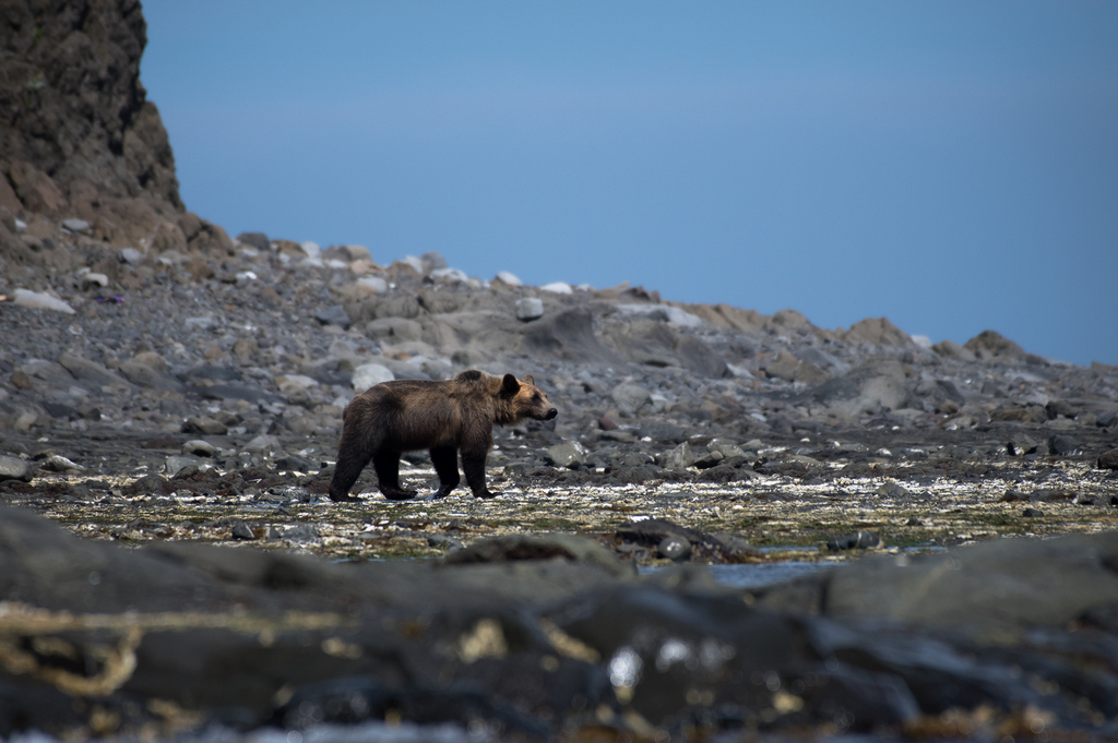 Ussuri Brown Bear in August 2022 by Claude Angelo. ignore timestamp ...