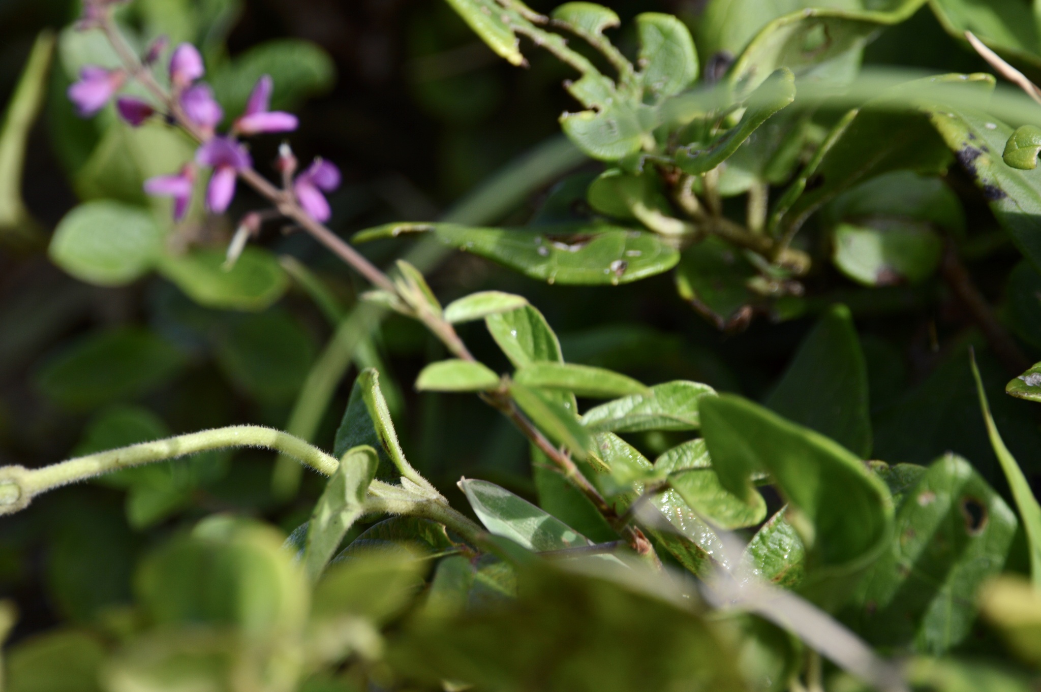 Desmodium incanum (Sw.) DC.