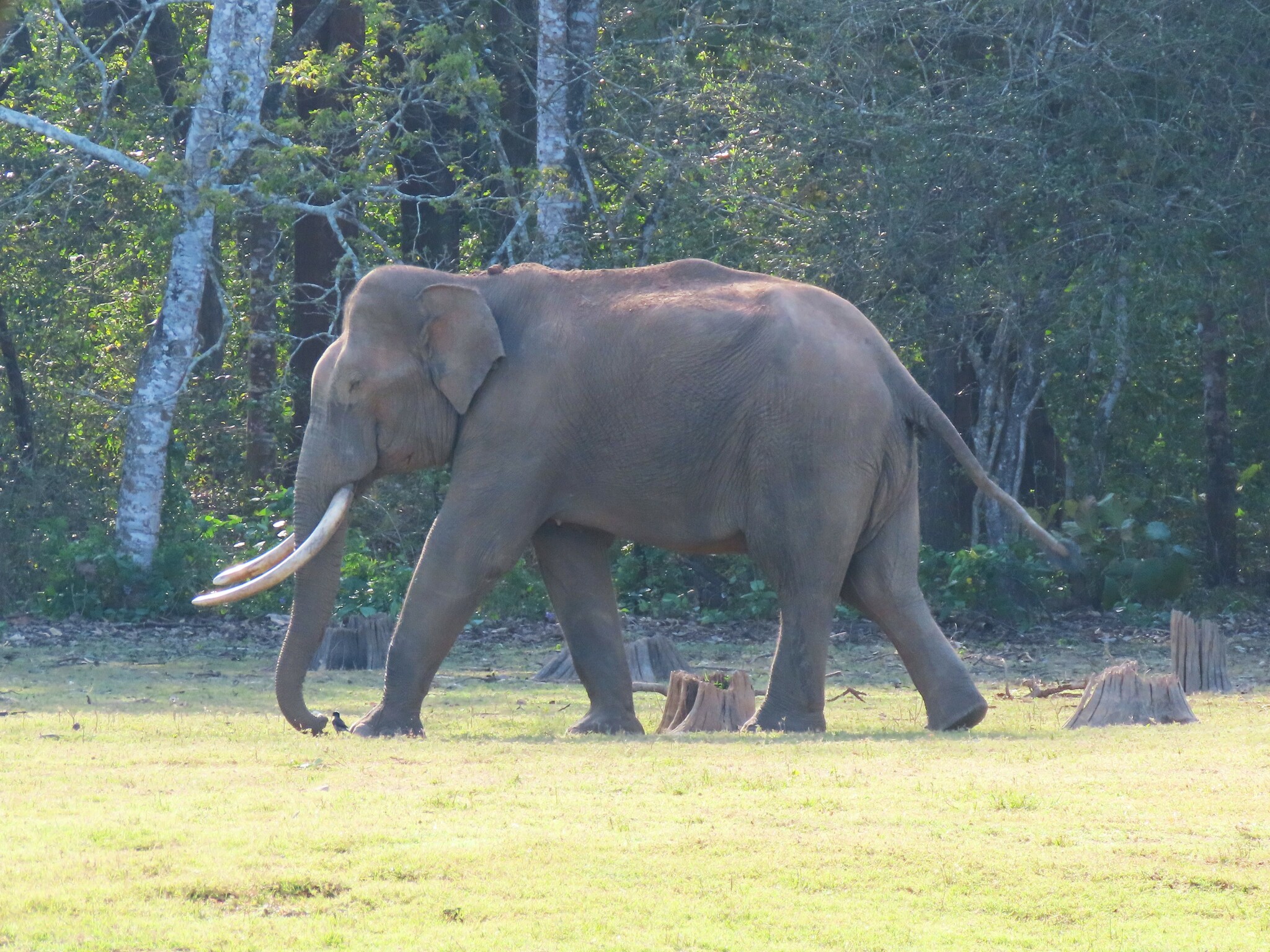 Elephas maximus Linnaeus, 1758