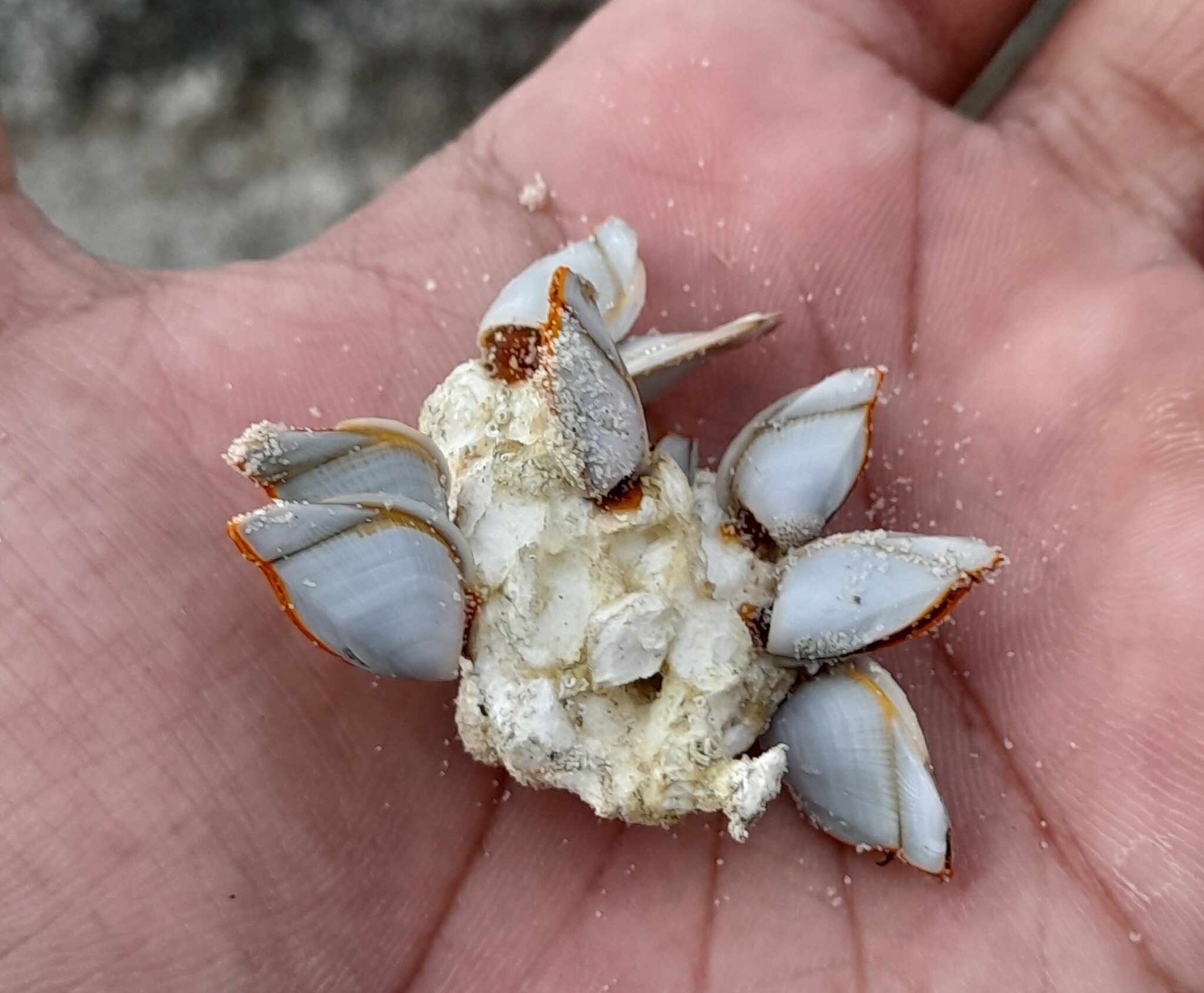 Lepas anserifera Linnaeus, 1767