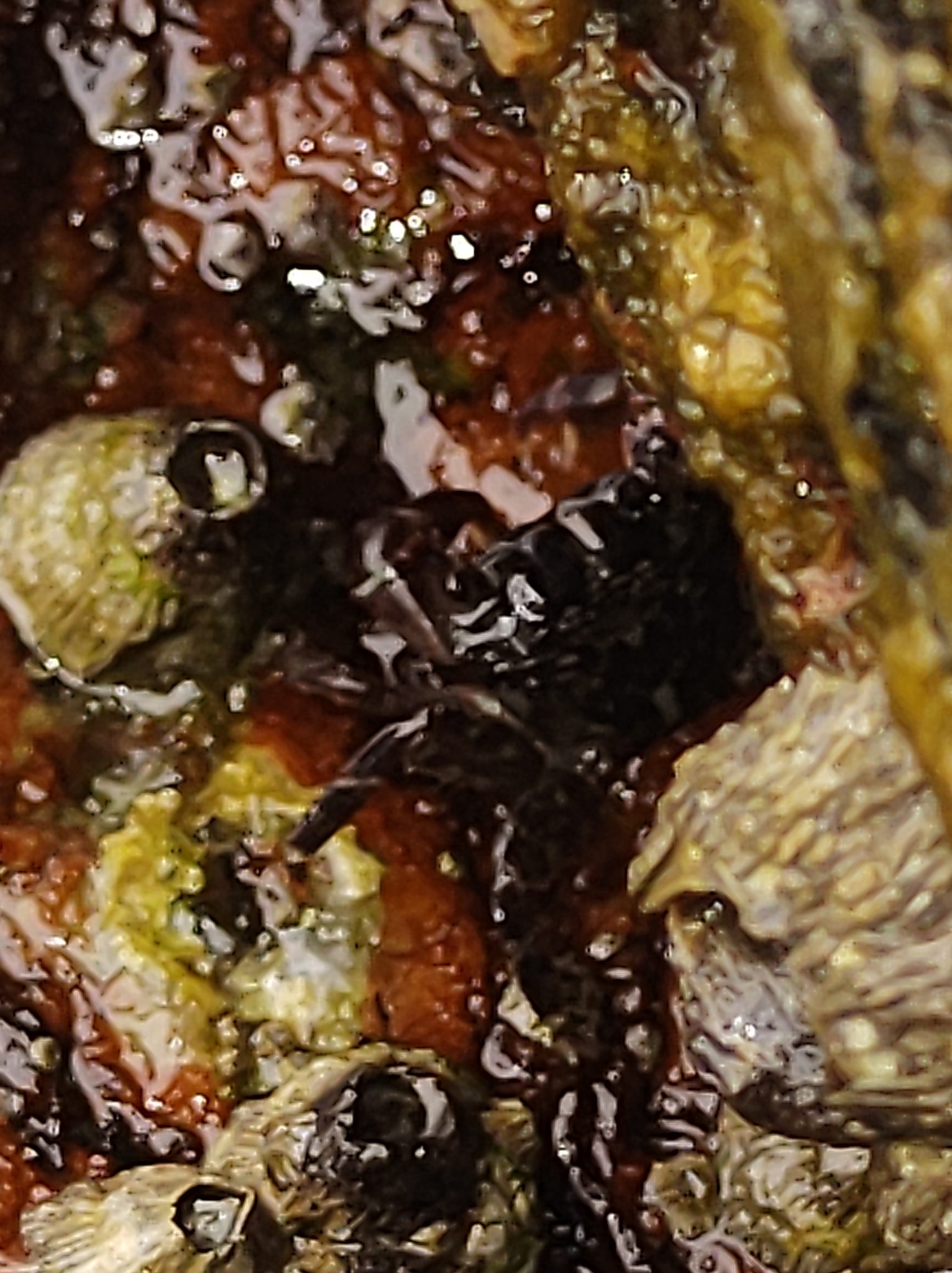 Pachygrapsus transversus (Gibbes, 1850)