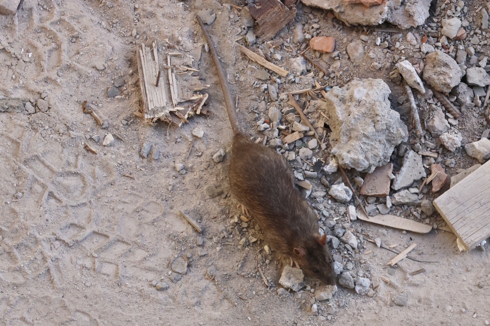 Rattus norvegicus (Berkenhout, 1769)