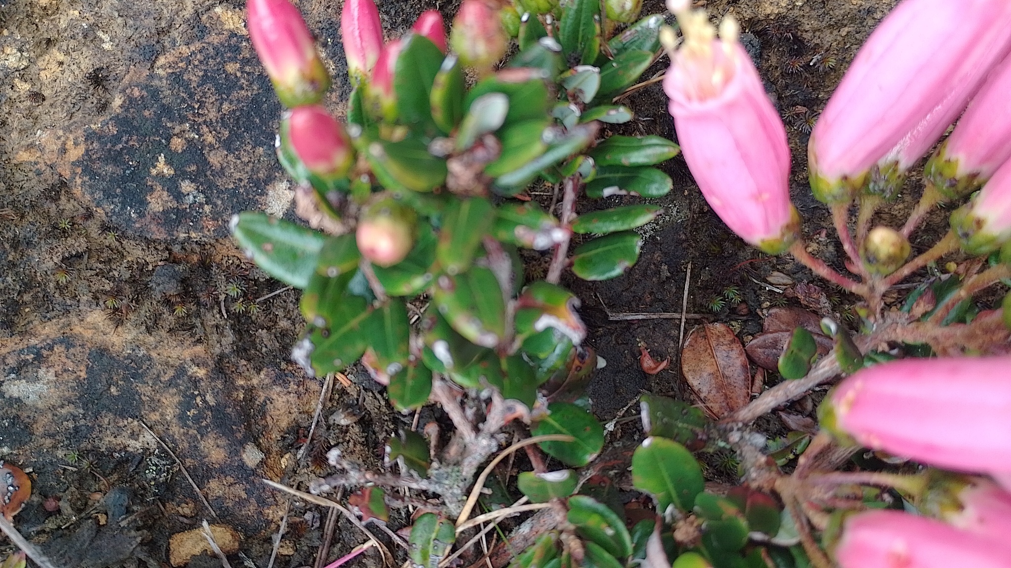Bejaria resinosa Mutis ex L.fil.