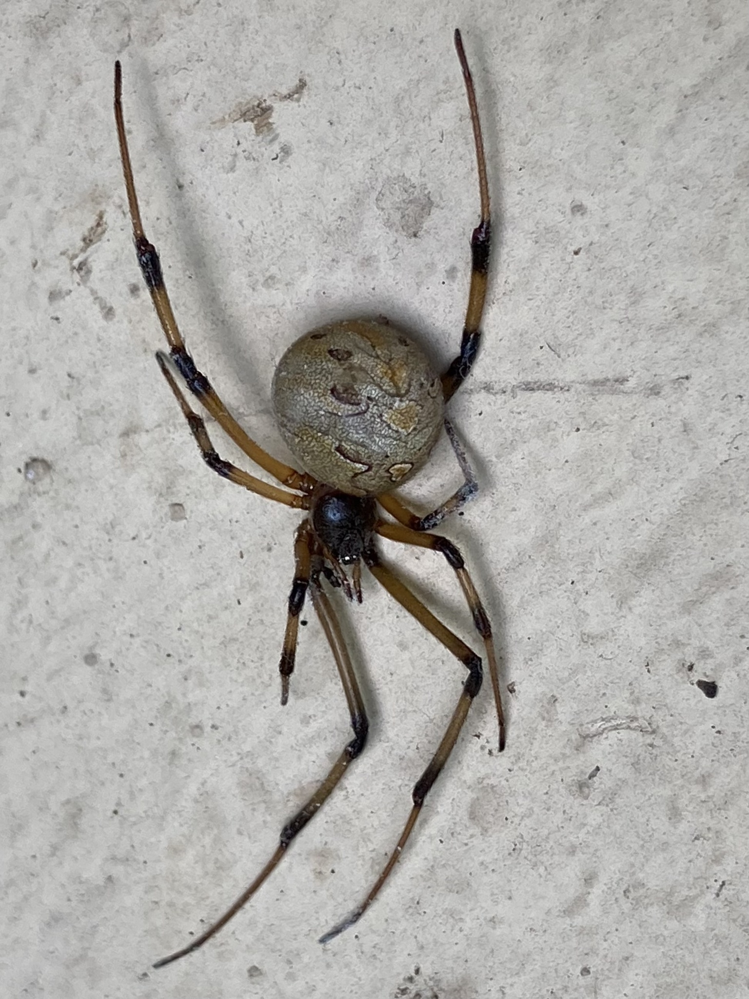 Latrodectus geometricus C.L.Koch, 1841