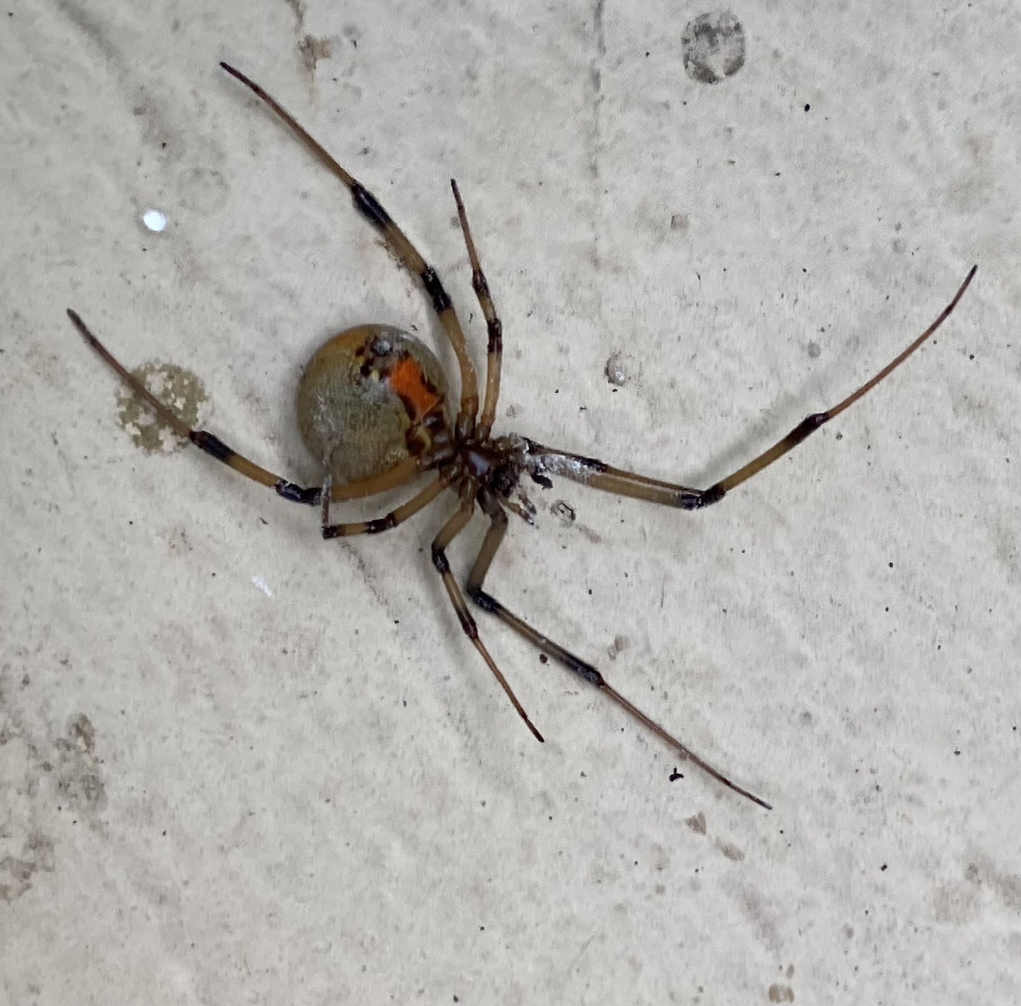 Latrodectus geometricus C.L.Koch, 1841
