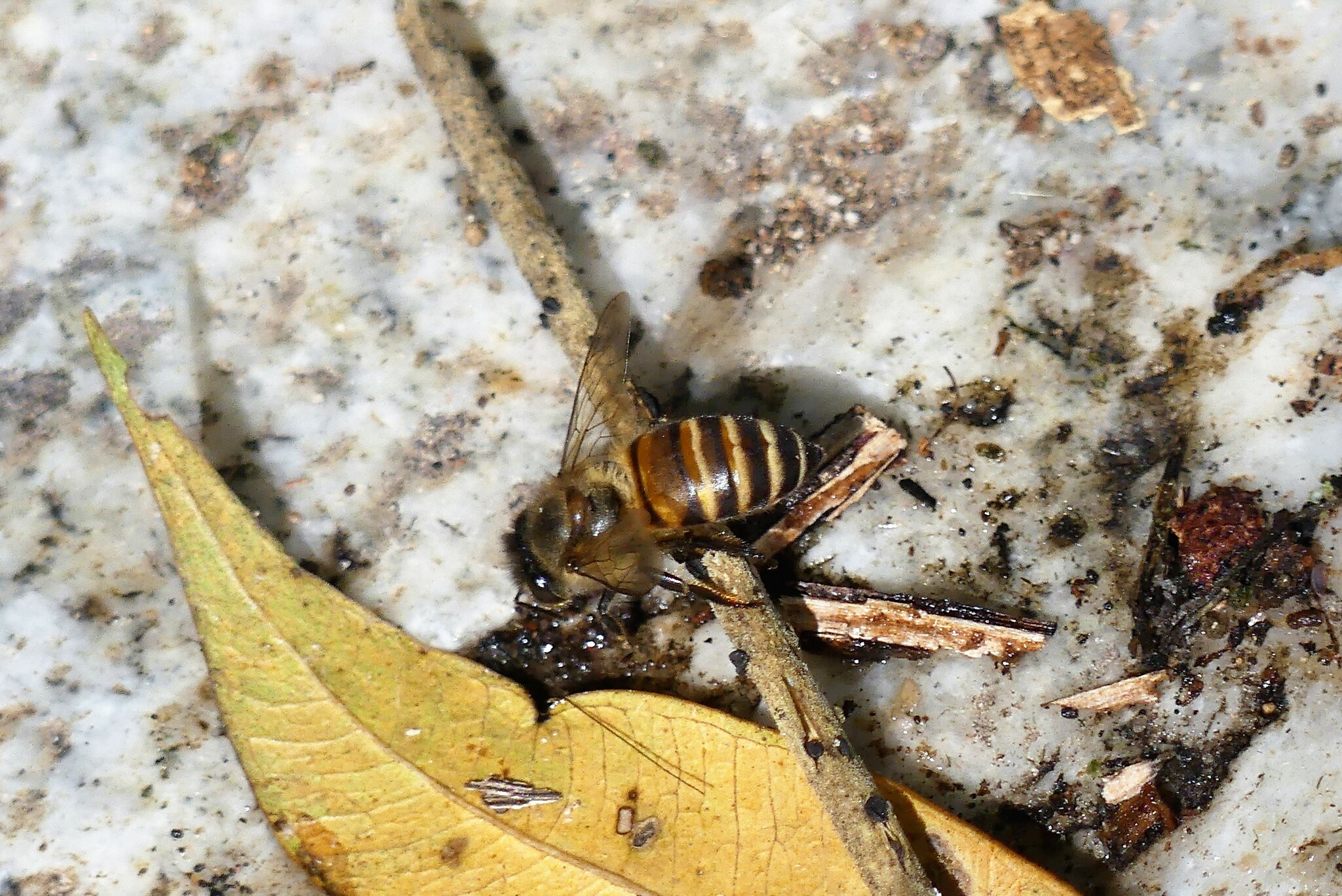 Apis cerana Fabricius, 1793