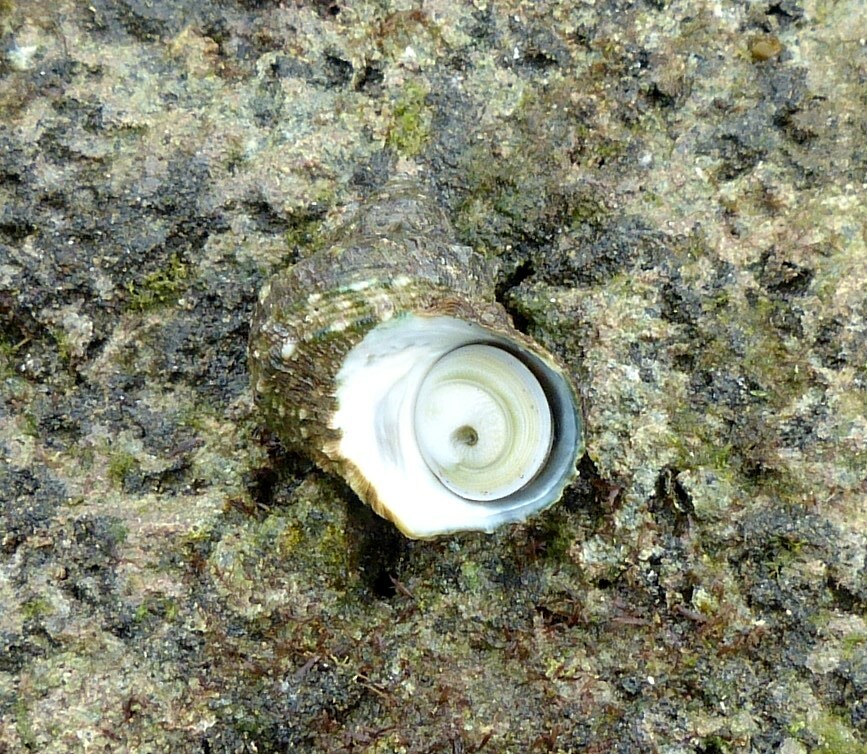 Turbo saxosus W.Wood, 1828