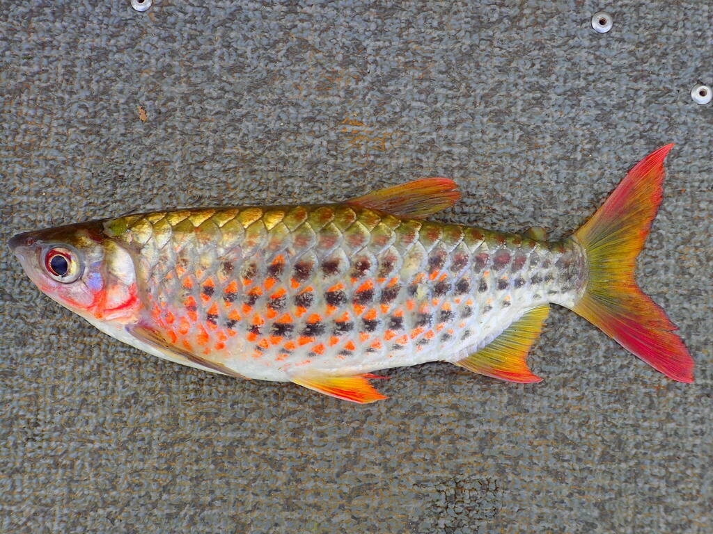 African Tetras (Alestidae) - Marine Life Identification