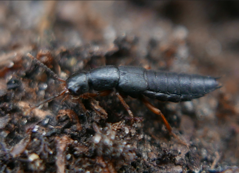 Staphylinidae