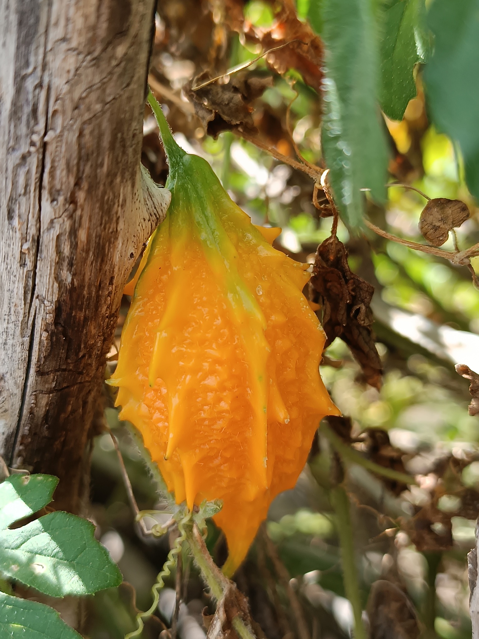 Momordica charantia L.