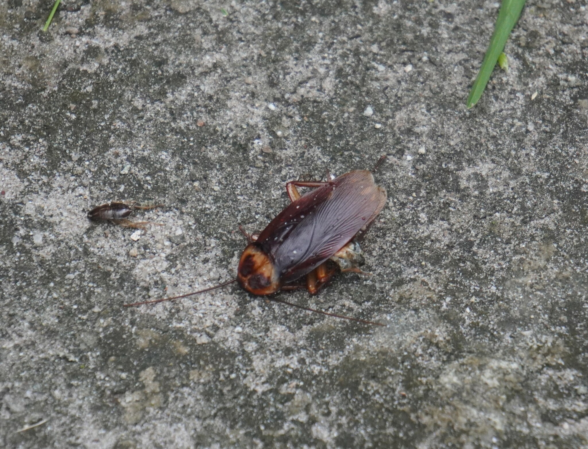 Periplaneta americana (Linnaeus, 1758)
