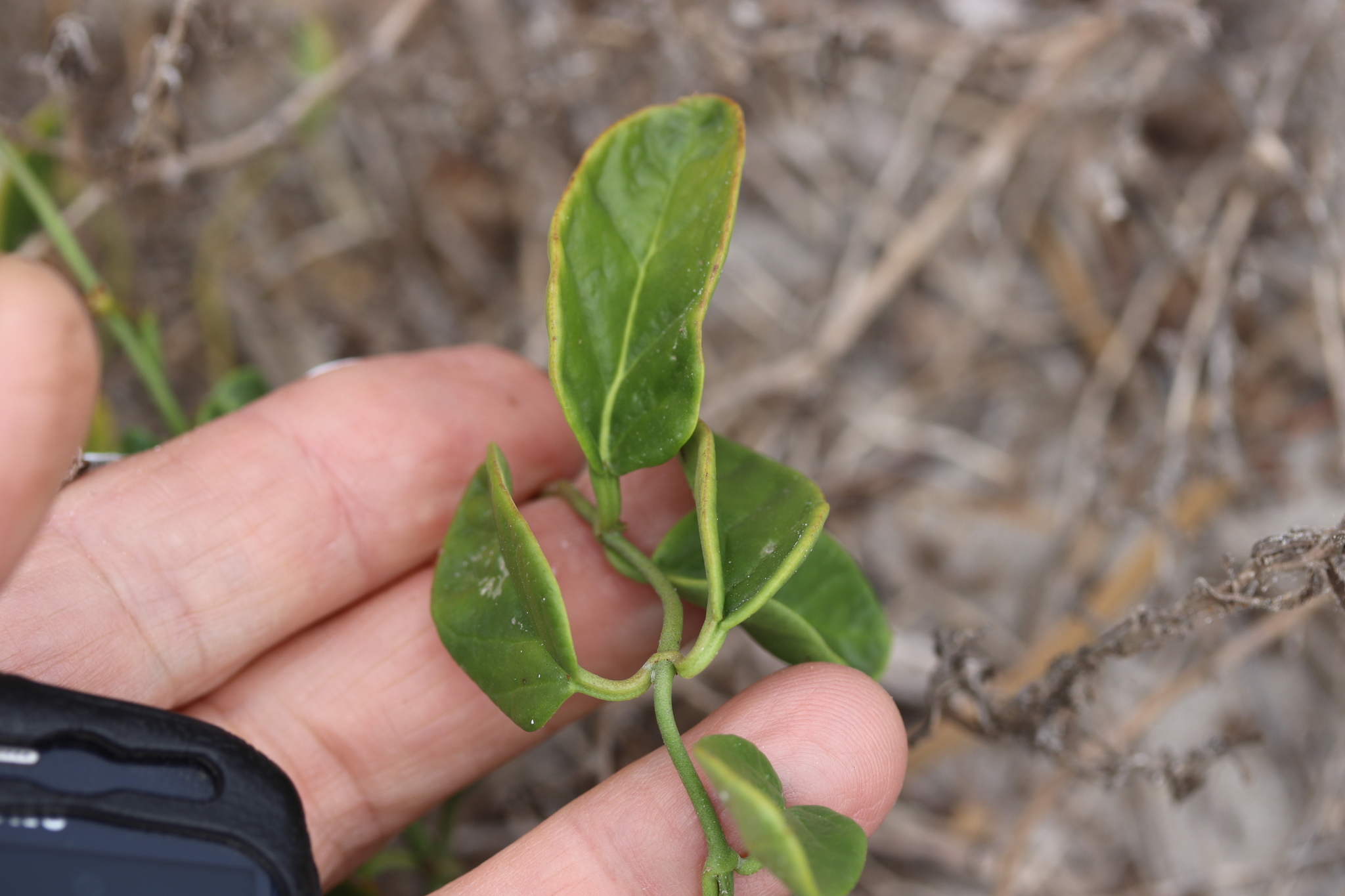 Cynanchum L.