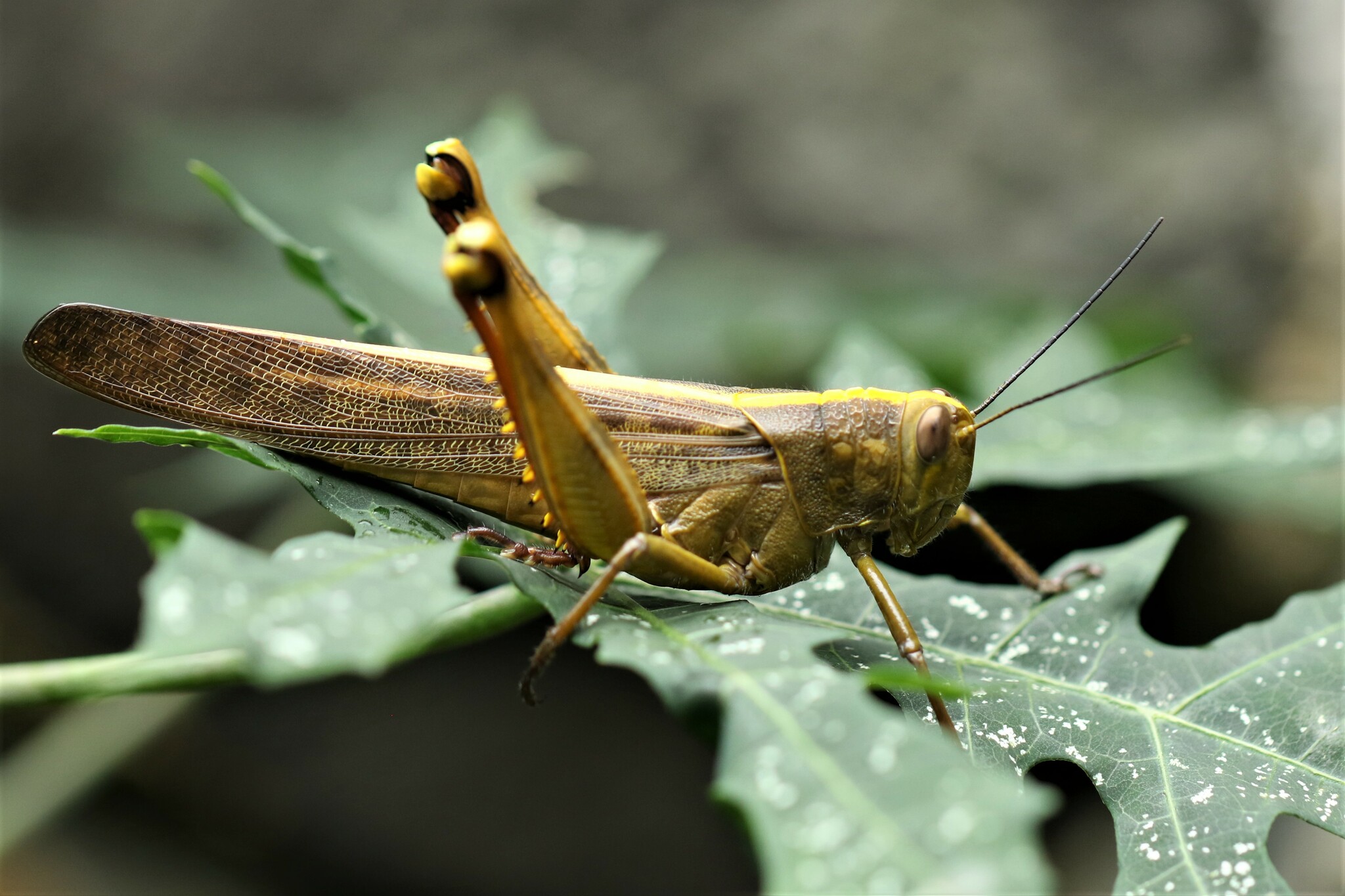 Valanga nigricornis (Burmeister, 1838)