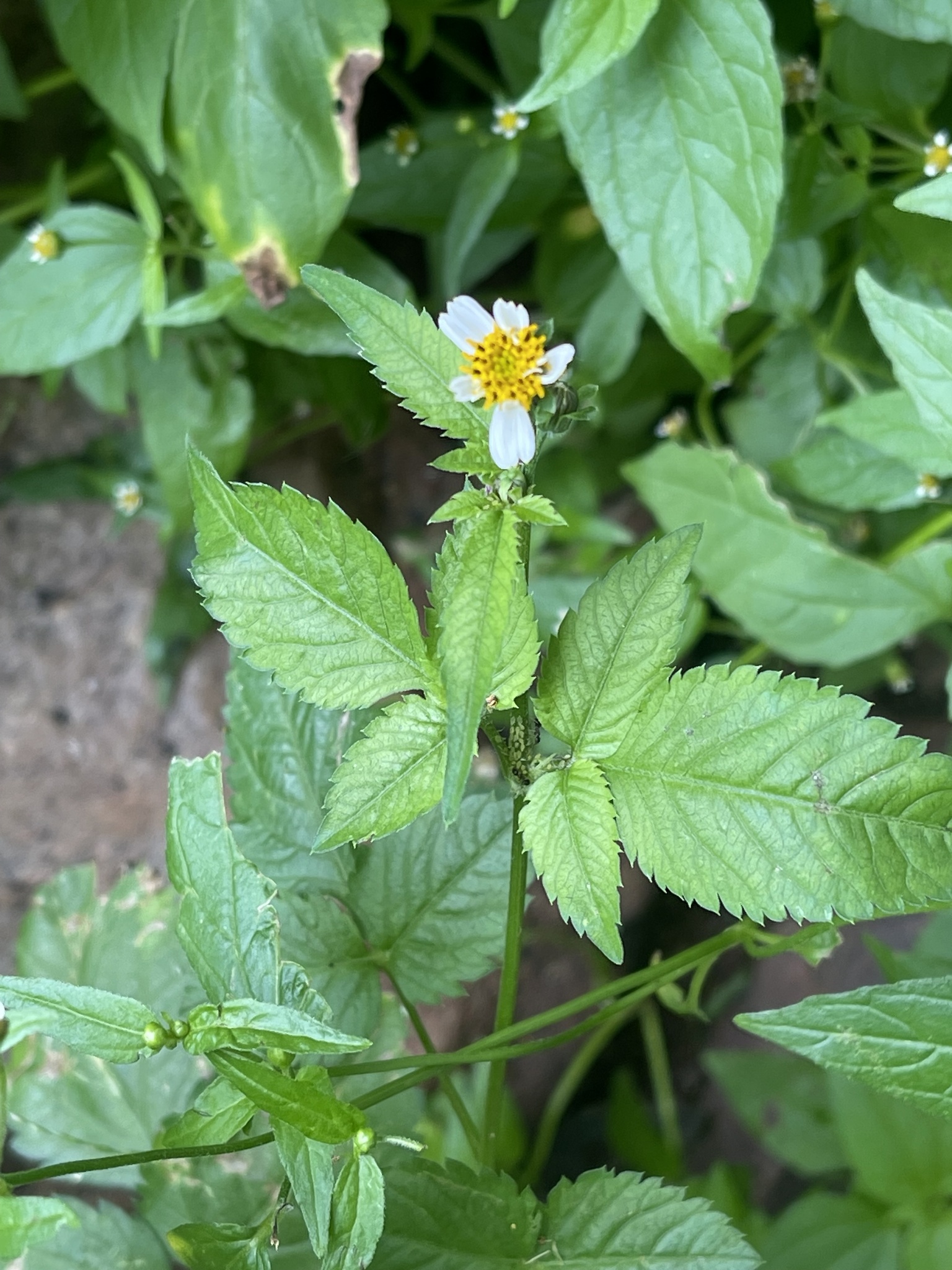 Bidens pilosa L.