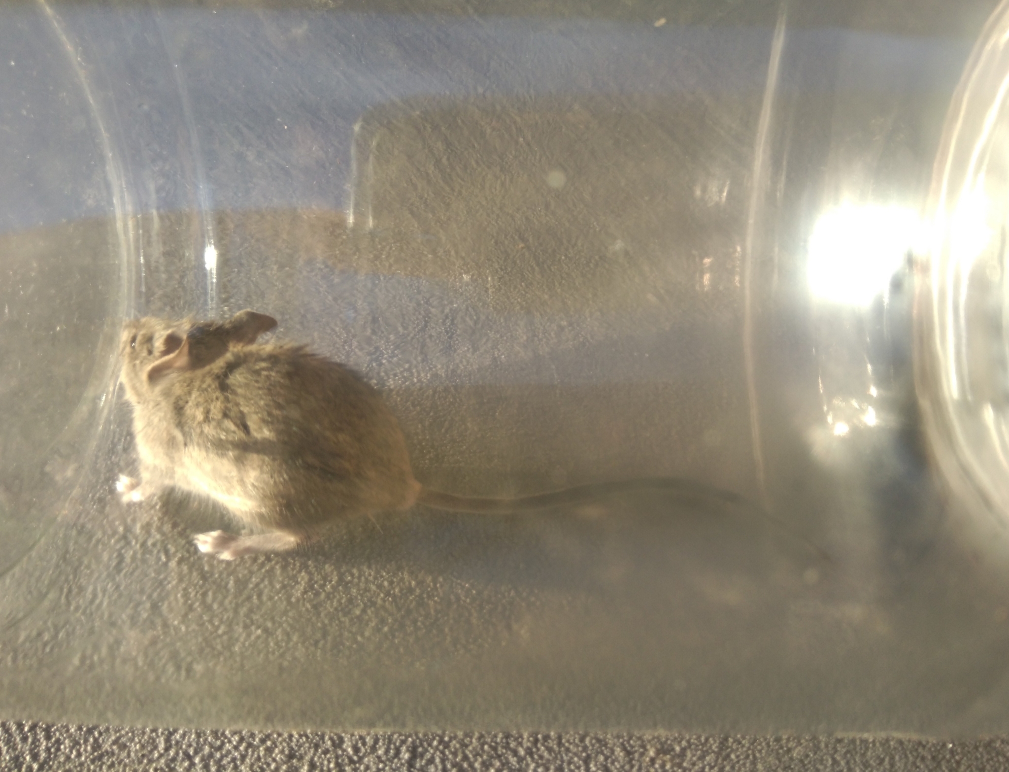 Mus musculus Linnaeus, 1758