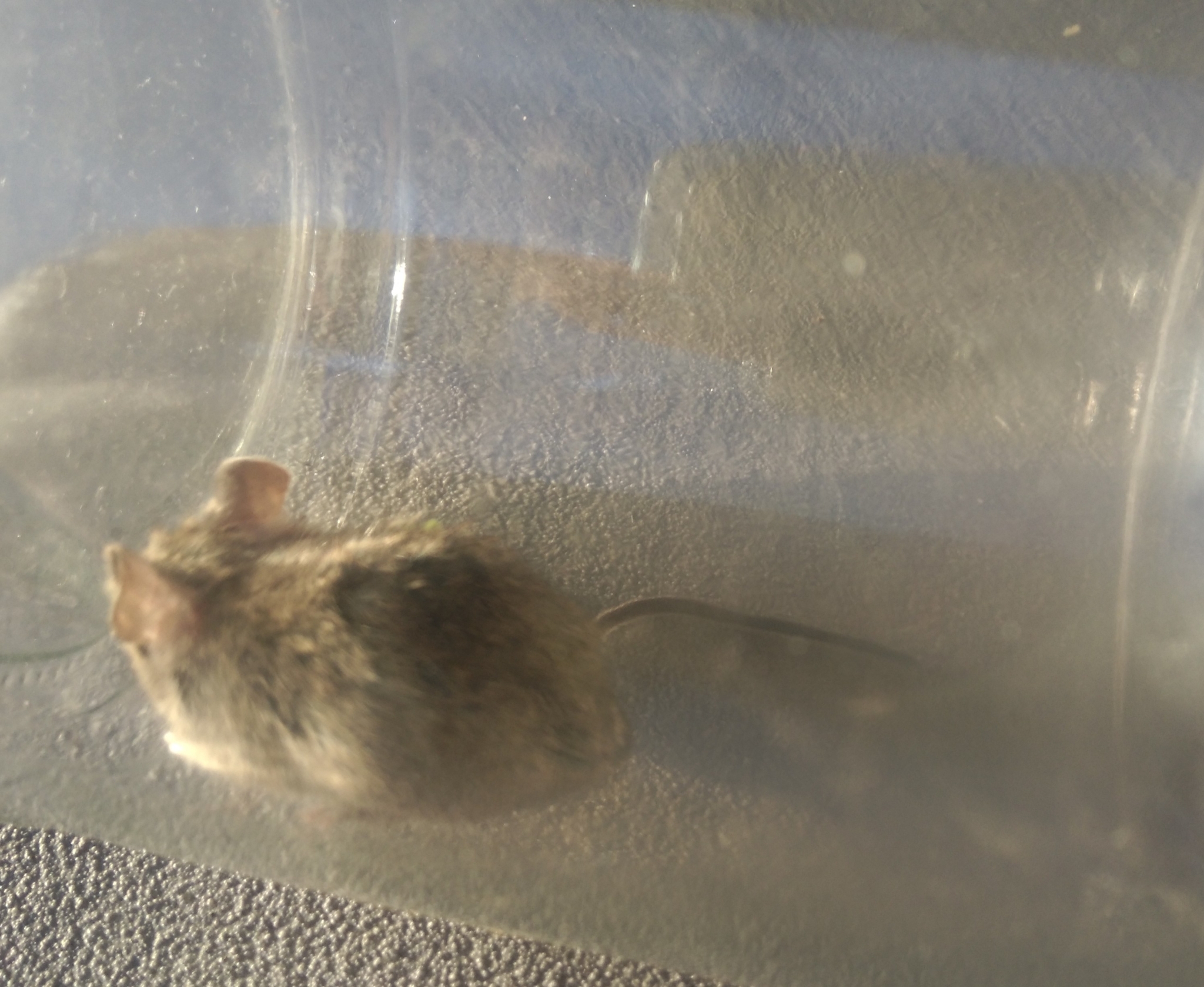 Mus musculus Linnaeus, 1758