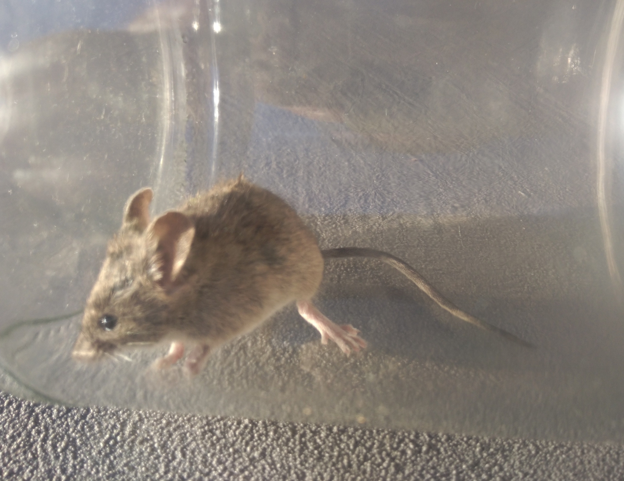 Mus musculus Linnaeus, 1758