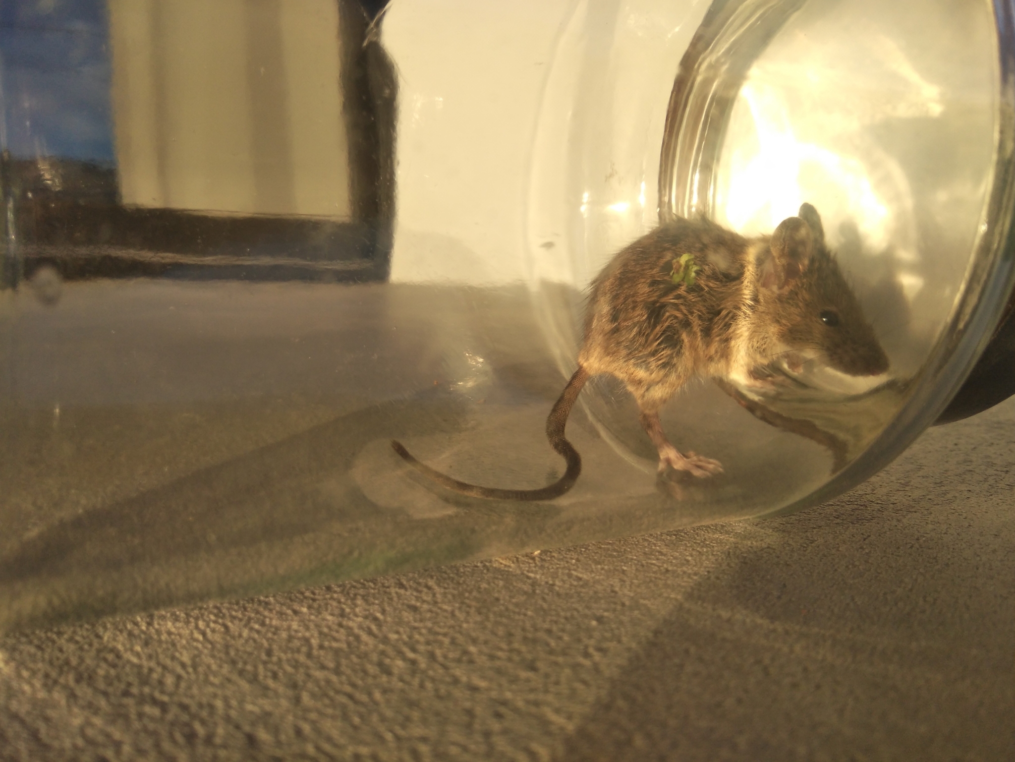 Mus musculus Linnaeus, 1758