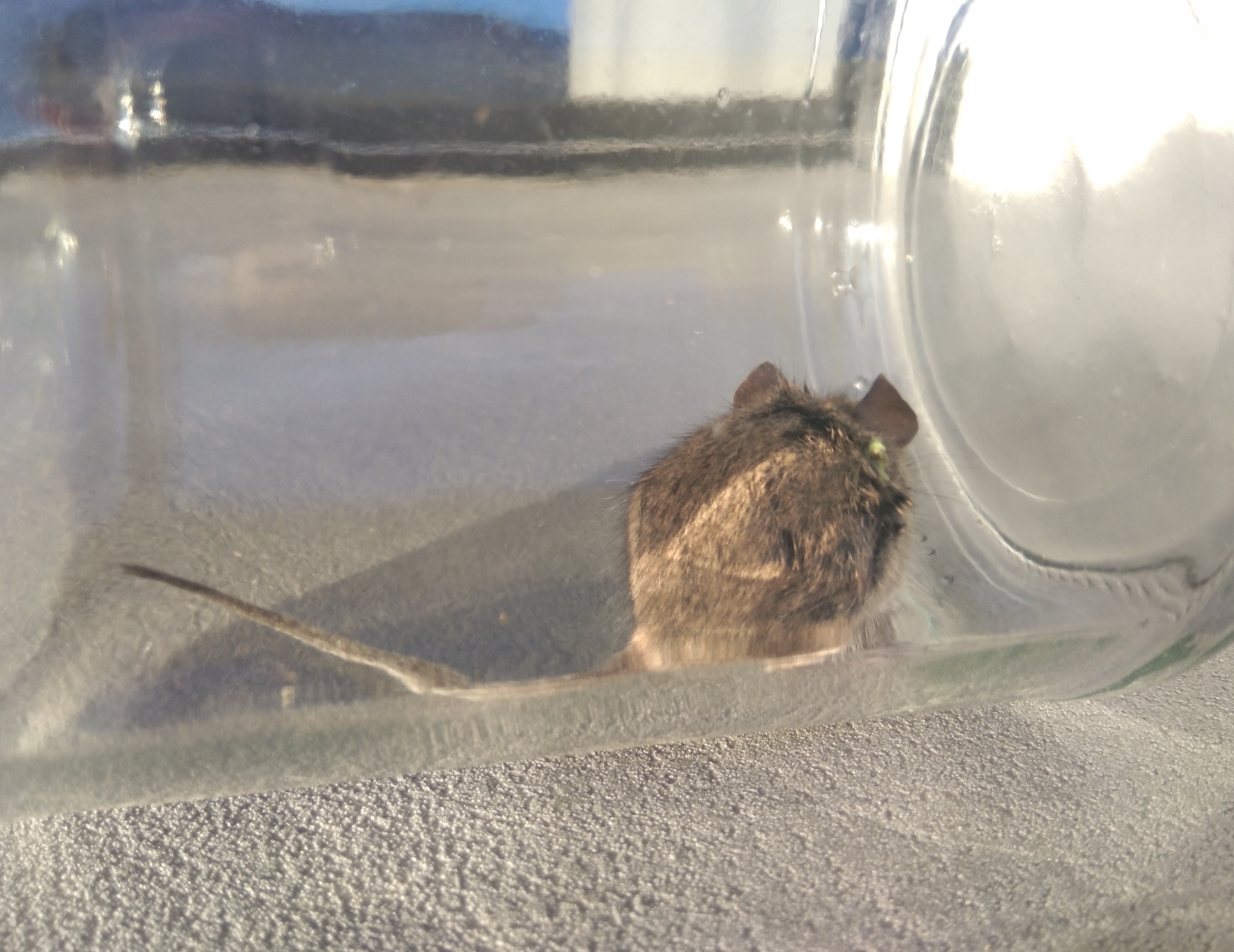 Mus musculus Linnaeus, 1758