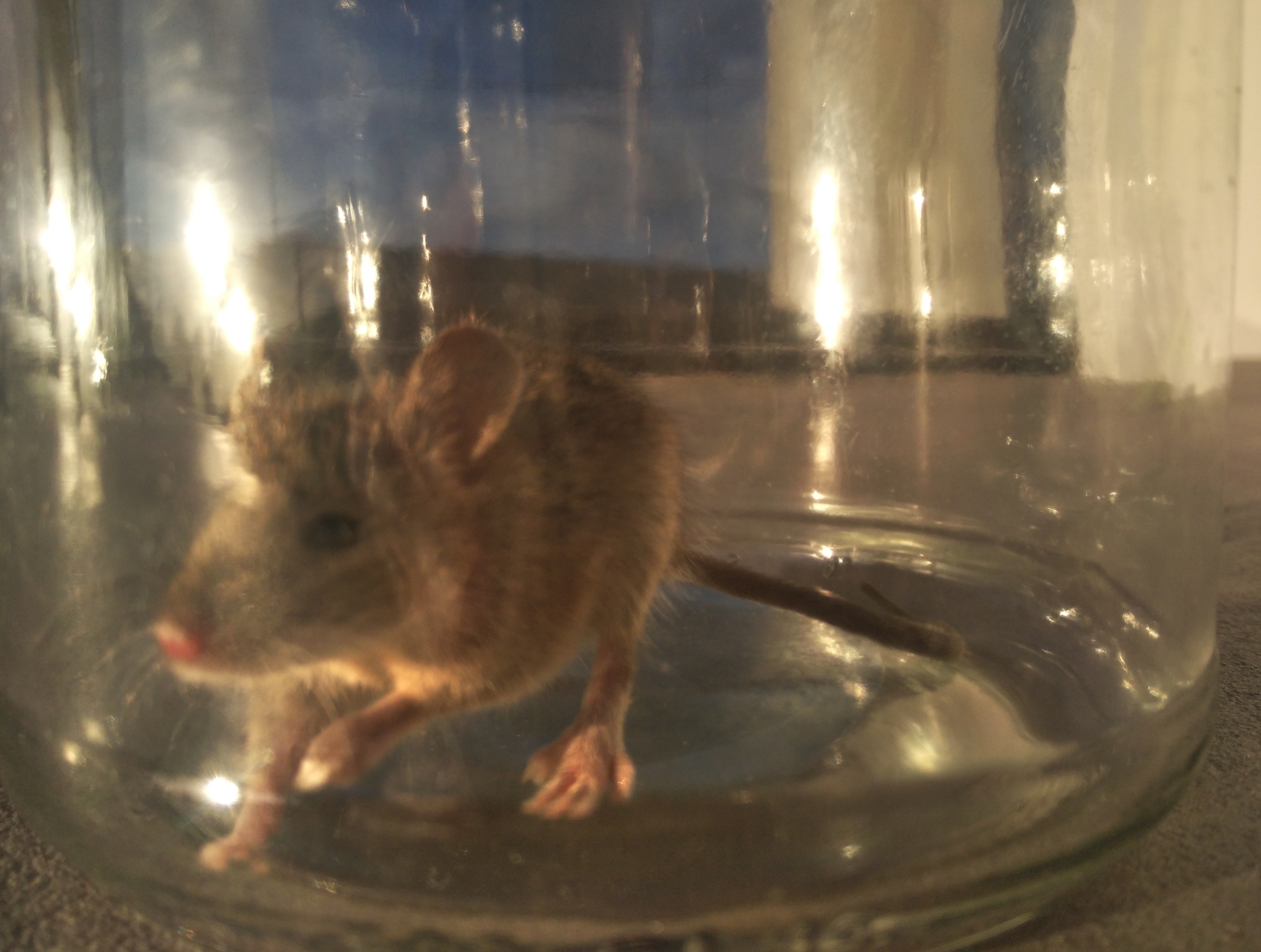 Mus musculus Linnaeus, 1758