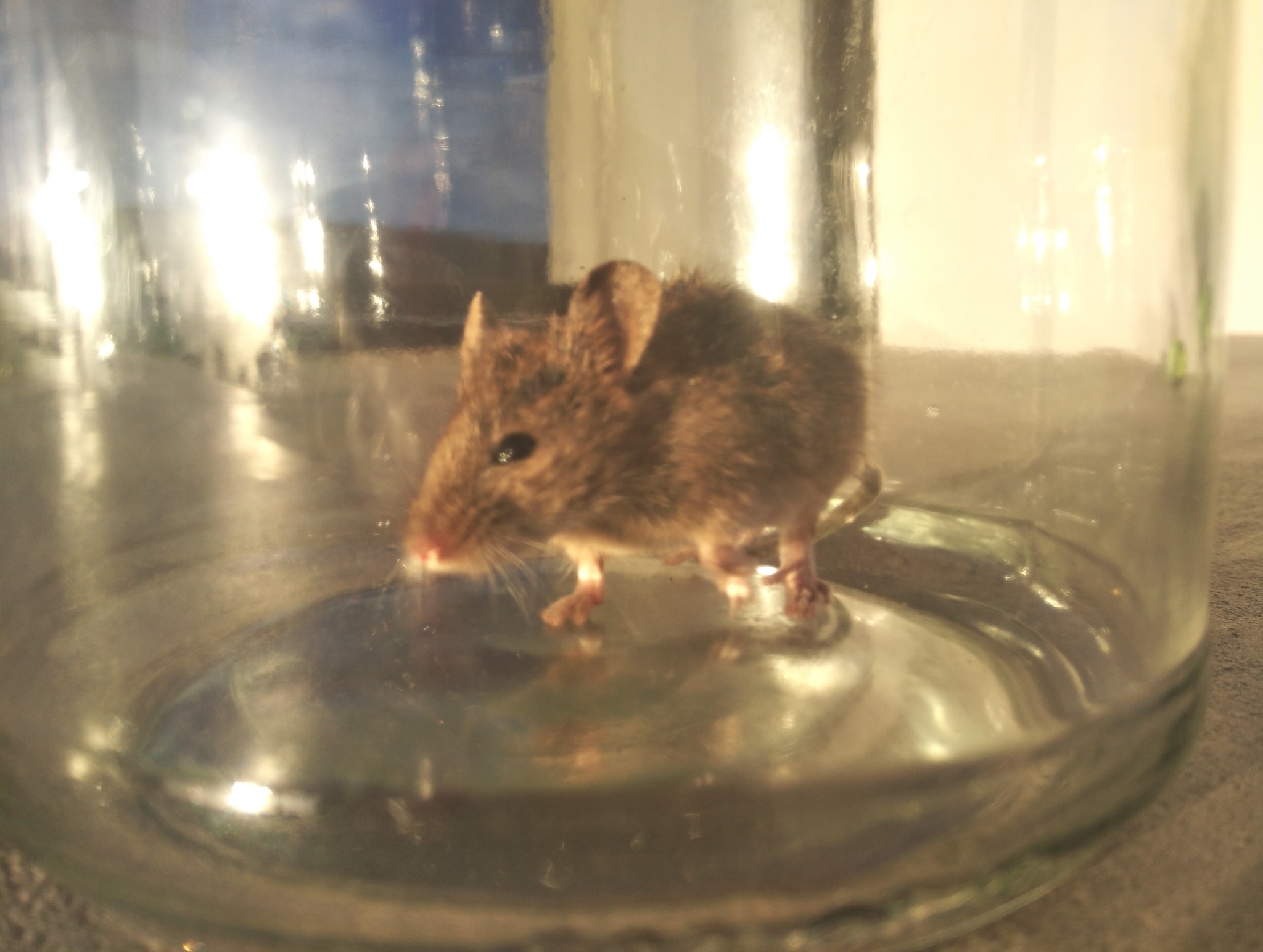 Mus musculus Linnaeus, 1758