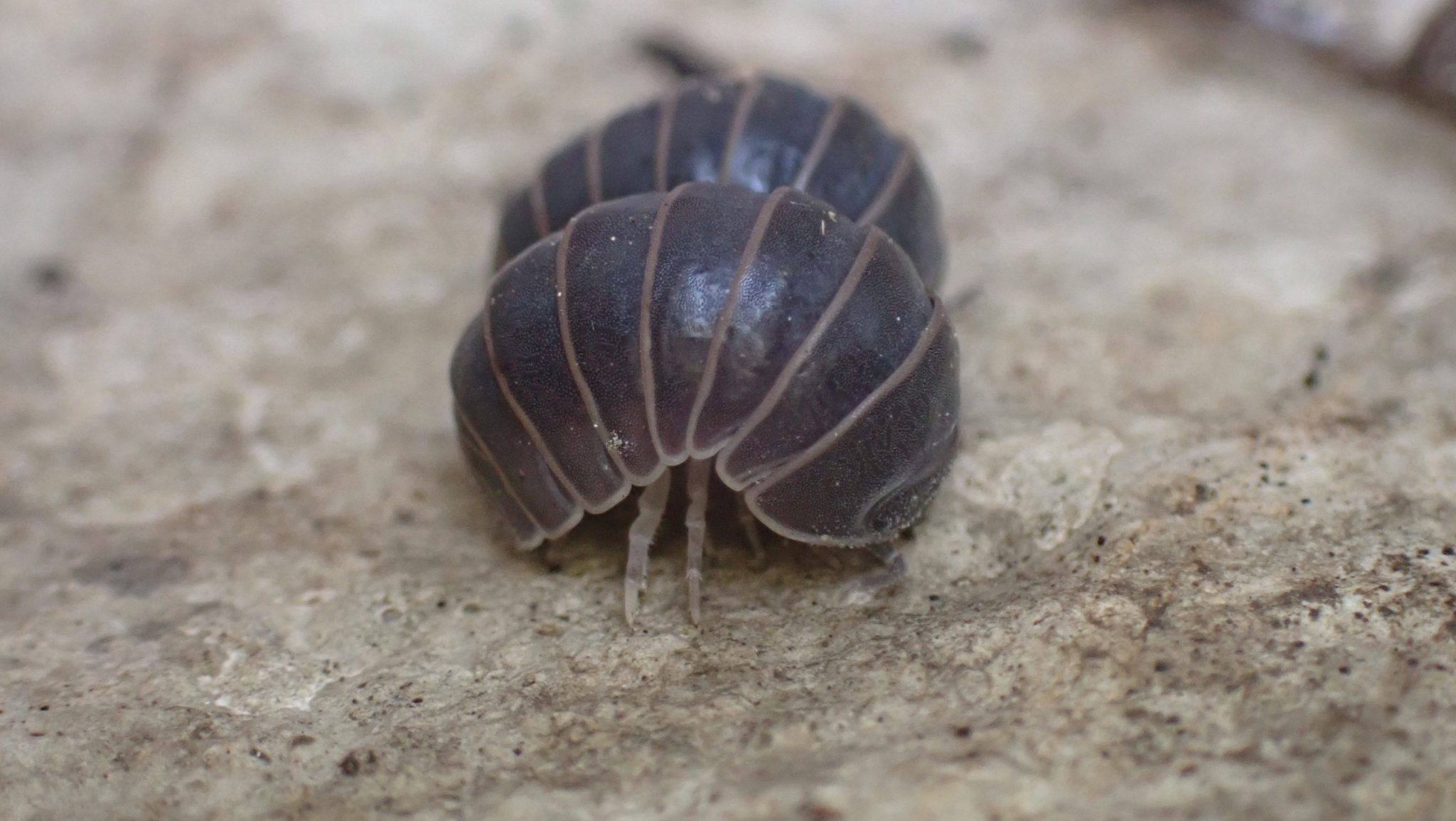 Armadillidae