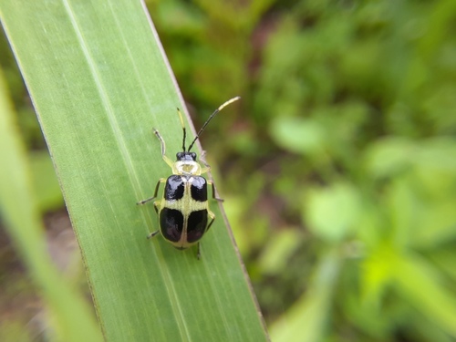 Isotes borrei · iNaturalist