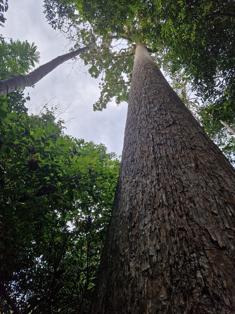 (Dipterocarpus dyeri) - Botanical Realm
