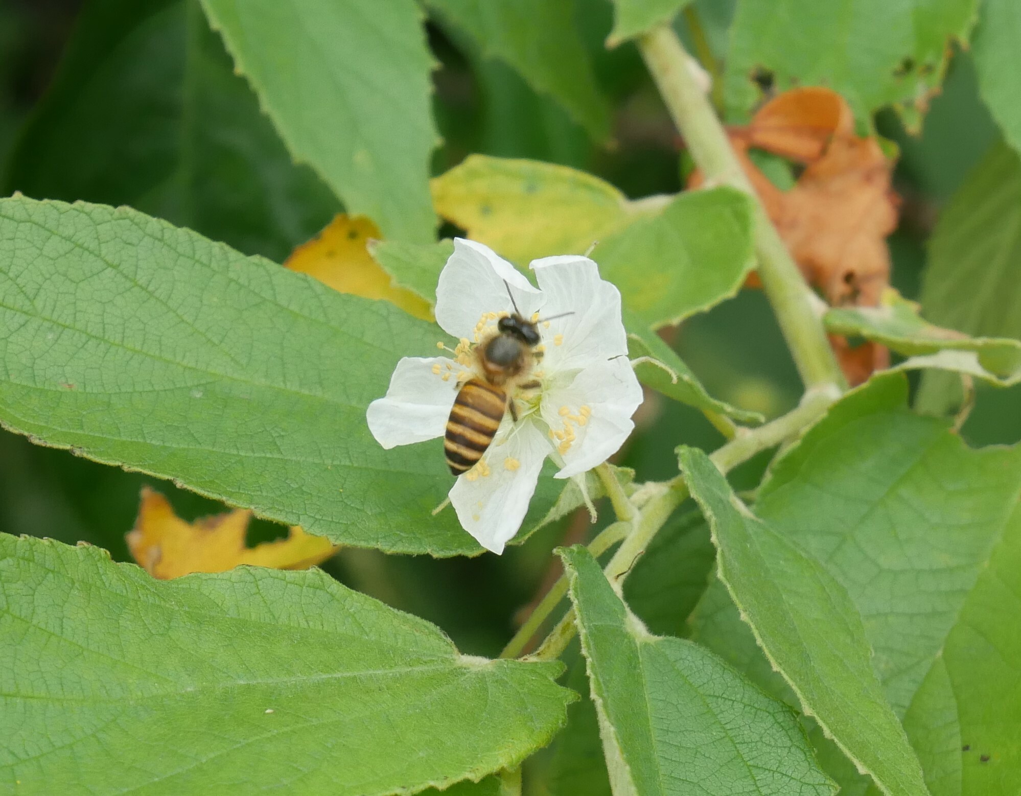 Apis cerana Fabricius, 1793