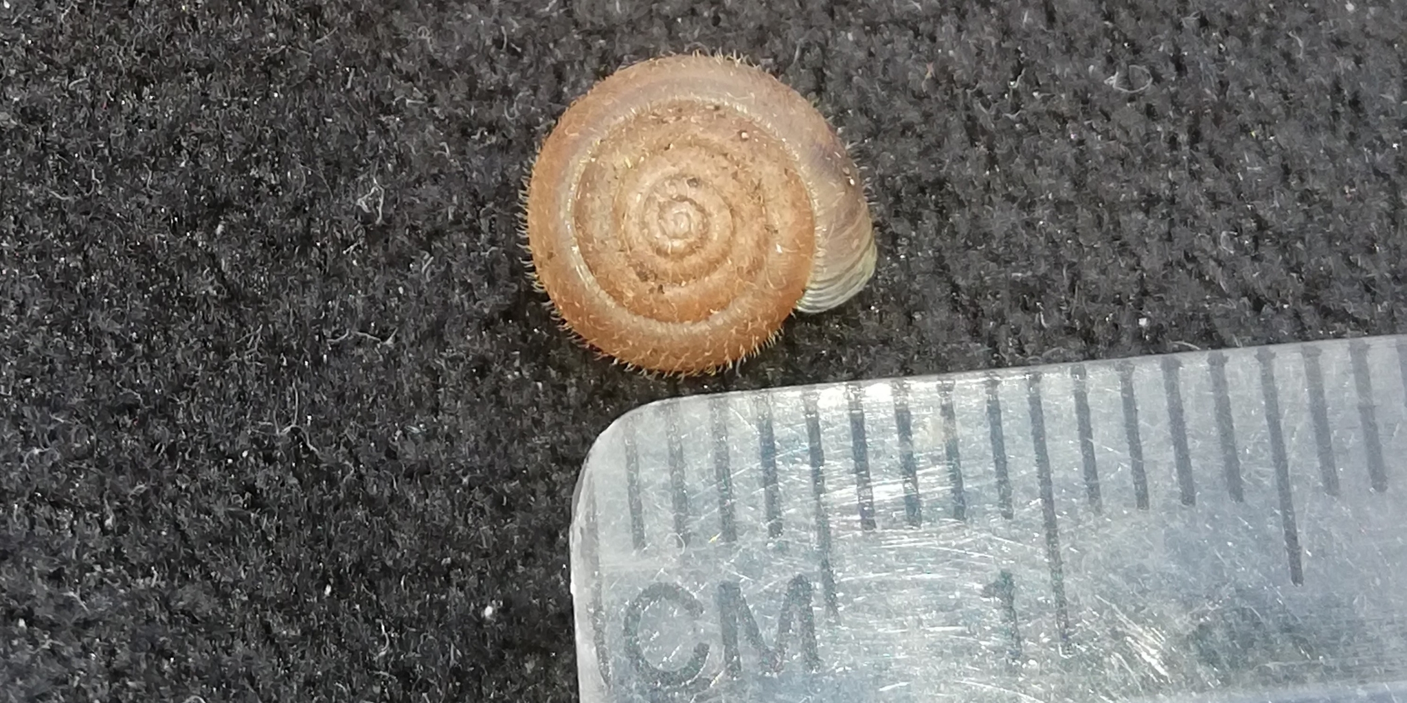 Trochulus hispidus (Linnaeus, 1758)