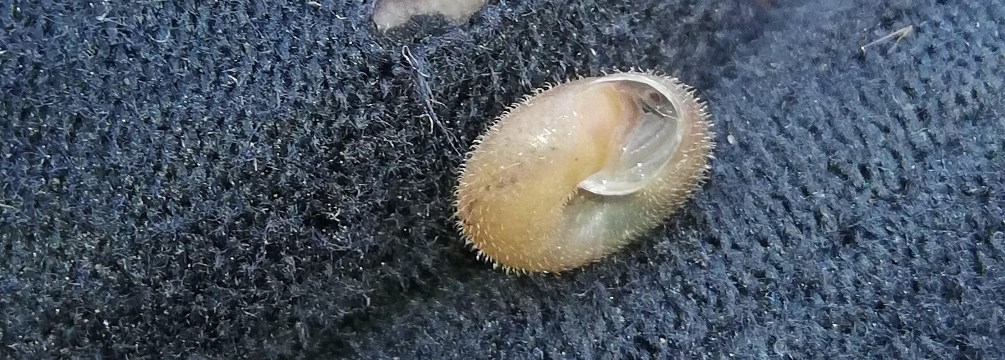 Trochulus hispidus (Linnaeus, 1758)