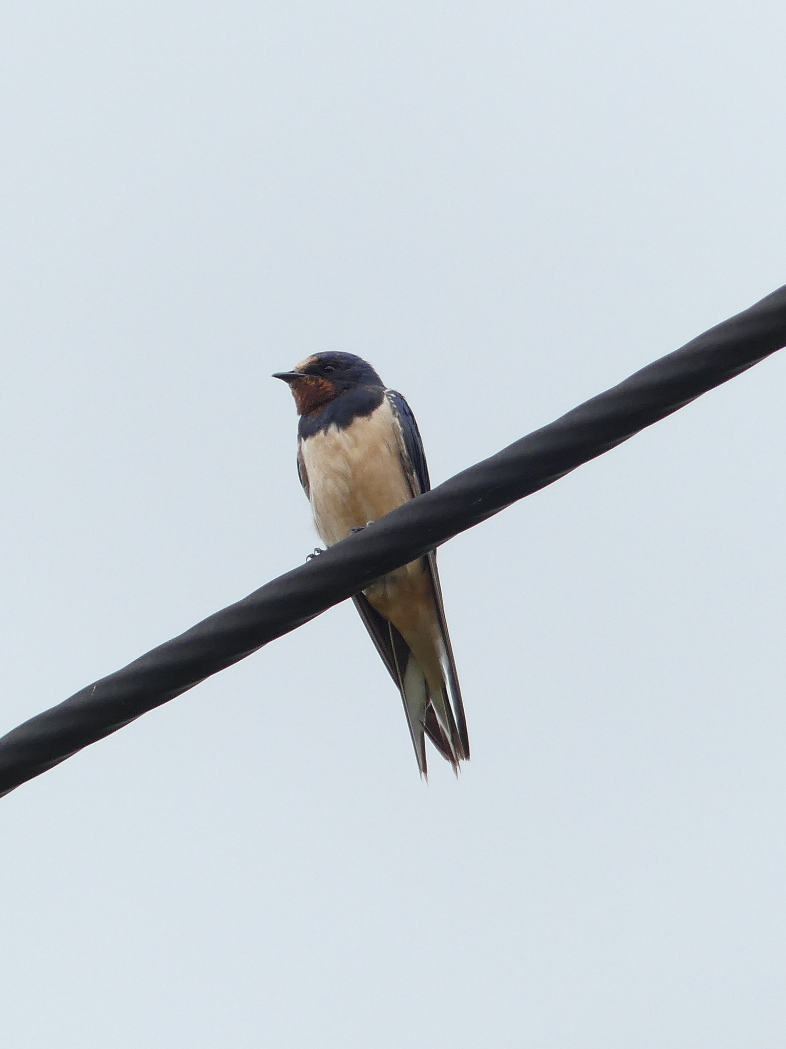 Hirundo rustica Linnaeus, 1758