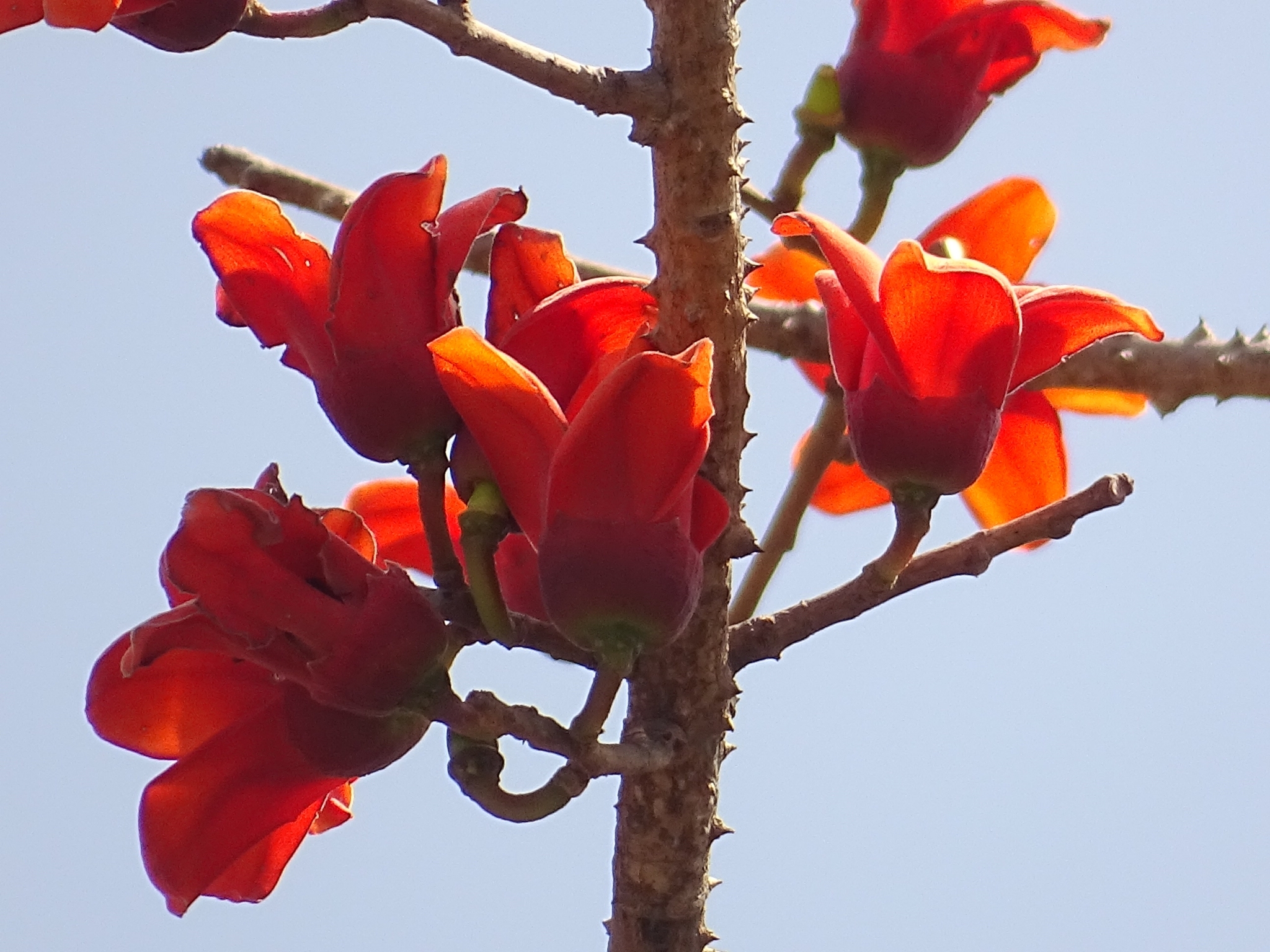 Bombax costatum Pellegr. & Vuillet