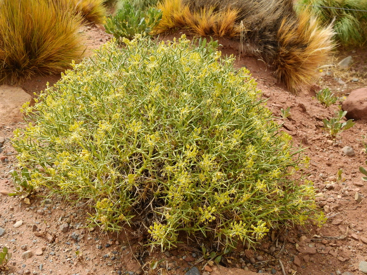Azorella prolifera (Cav.) G.M.Plunkett & A.N.Nicolas