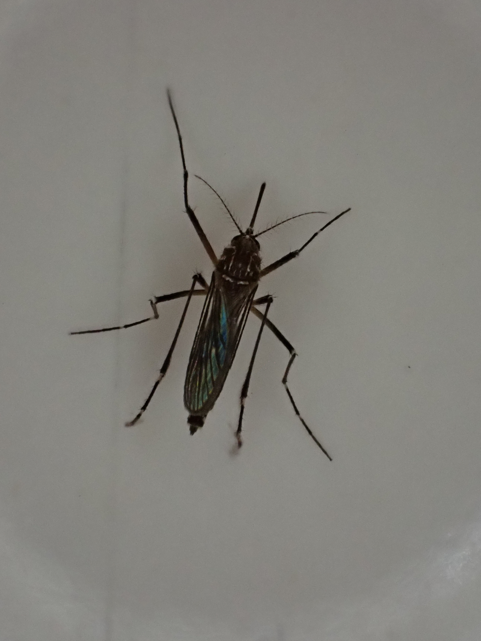 Aedes aegypti (Linnaeus, 1762)