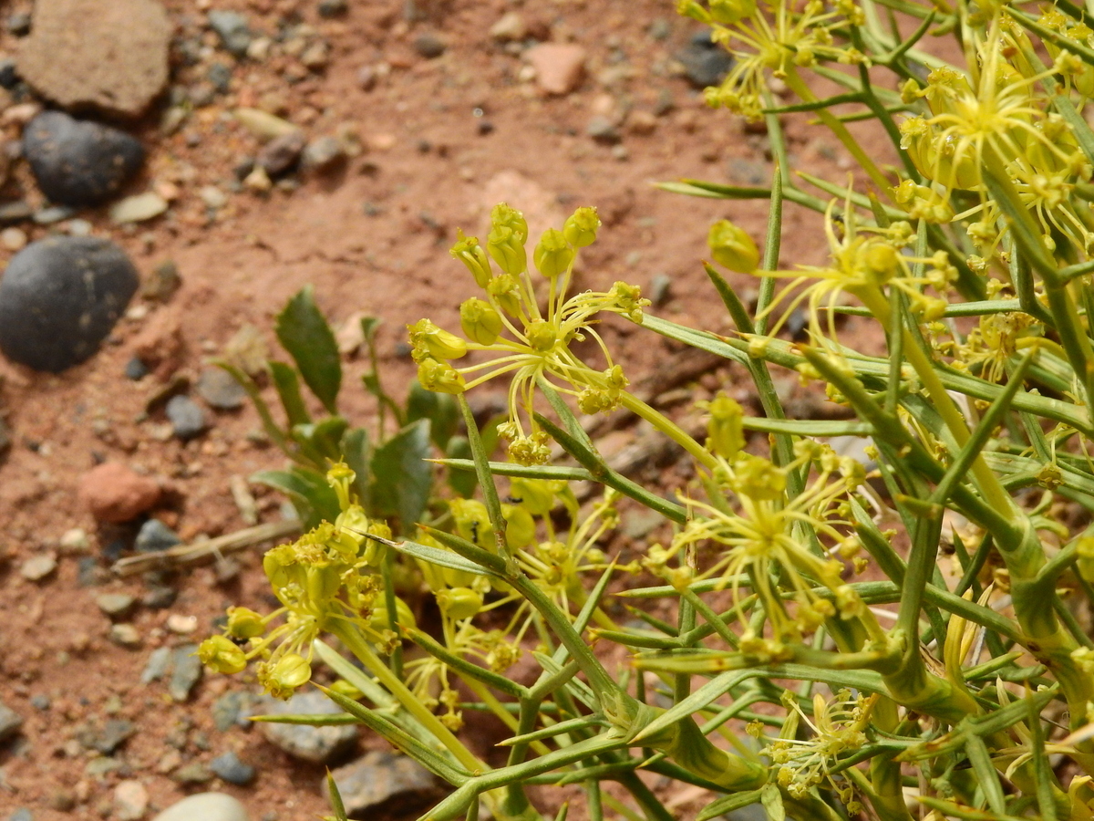 Azorella prolifera (Cav.) G.M.Plunkett & A.N.Nicolas