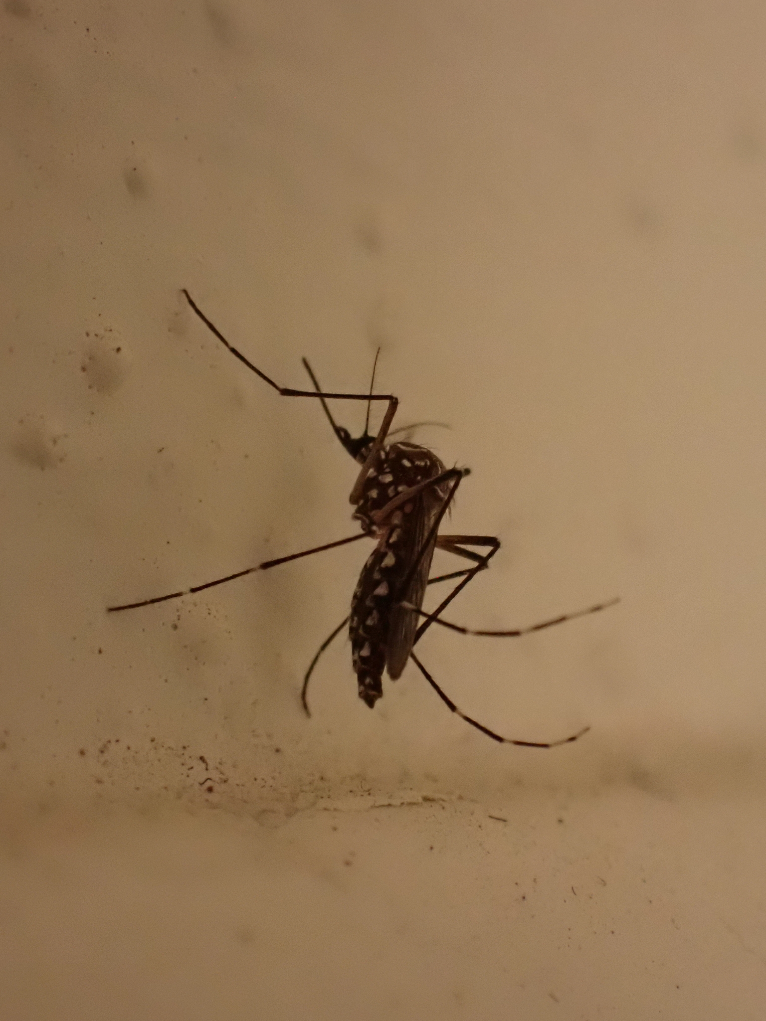 Aedes aegypti (Linnaeus, 1762)