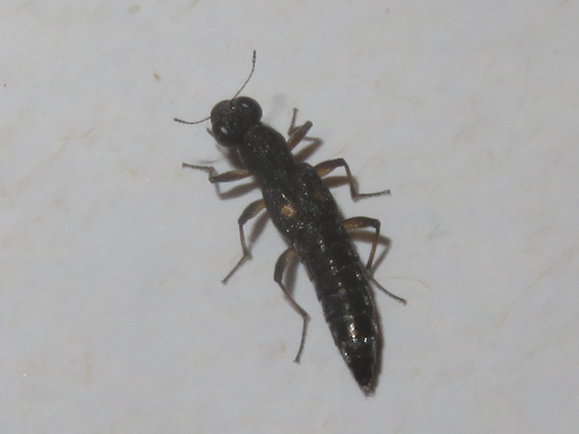 Staphylinidae