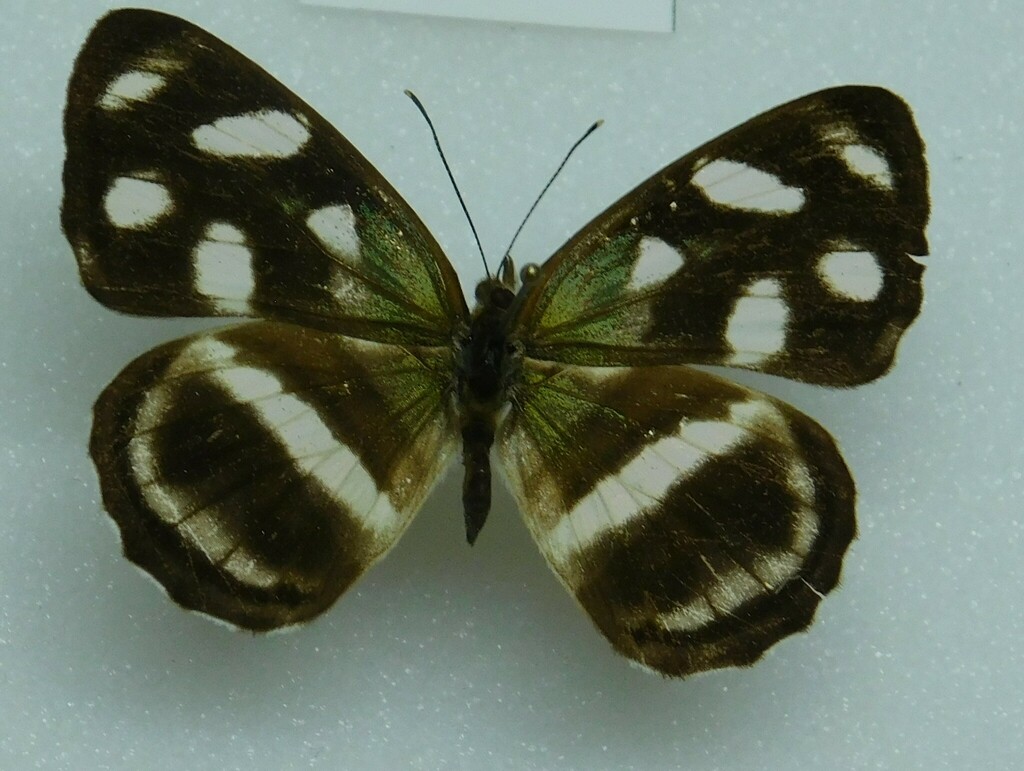 Dynamine from Naranjos, Peru on January 03, 2022 by emi21112 · iNaturalist