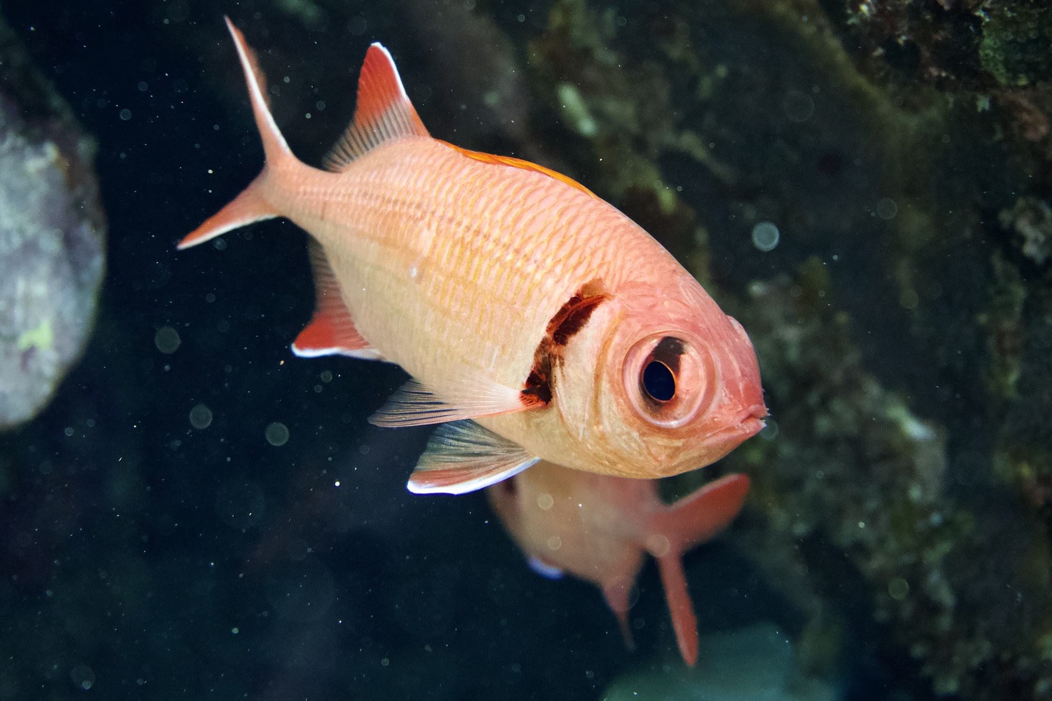 Beryciformes